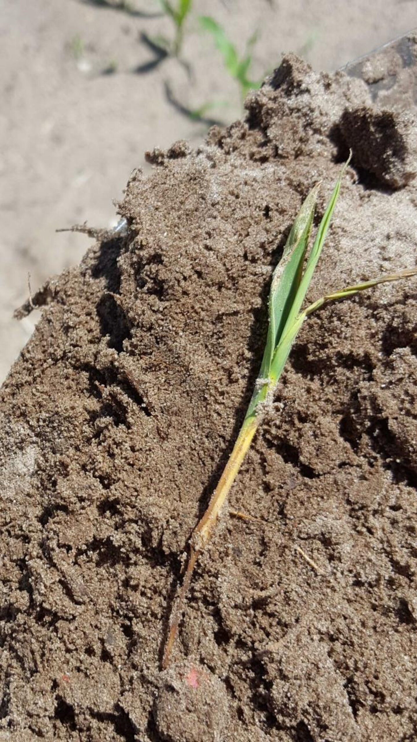 Recent Cold, Wet Conditions are Favorable for Seedling Diseases in ...