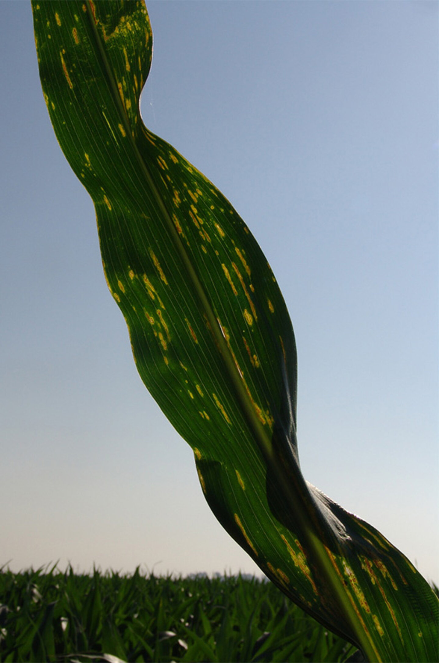 Bacterial Leaf Streak of Corn Confirmed in Nebraska, Other Corn Belt ...