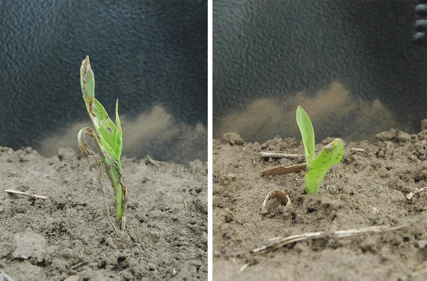 Assessing Effects of Recent Dust Storm on Emerged Corn | CropWatch ...