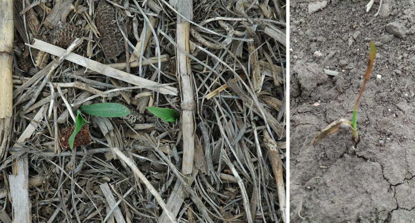 Assessing Effects of Recent Dust Storm on Emerged Corn | CropWatch ...