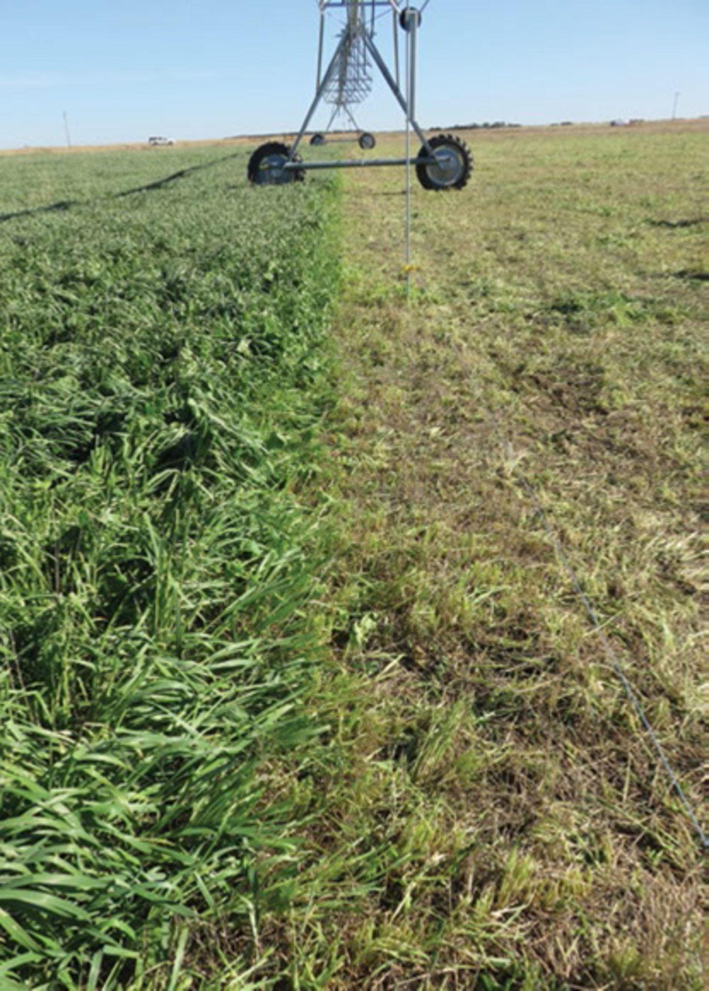 Cover Crop Forages: The Nitrate Dilemma | CropWatch | Nebraska