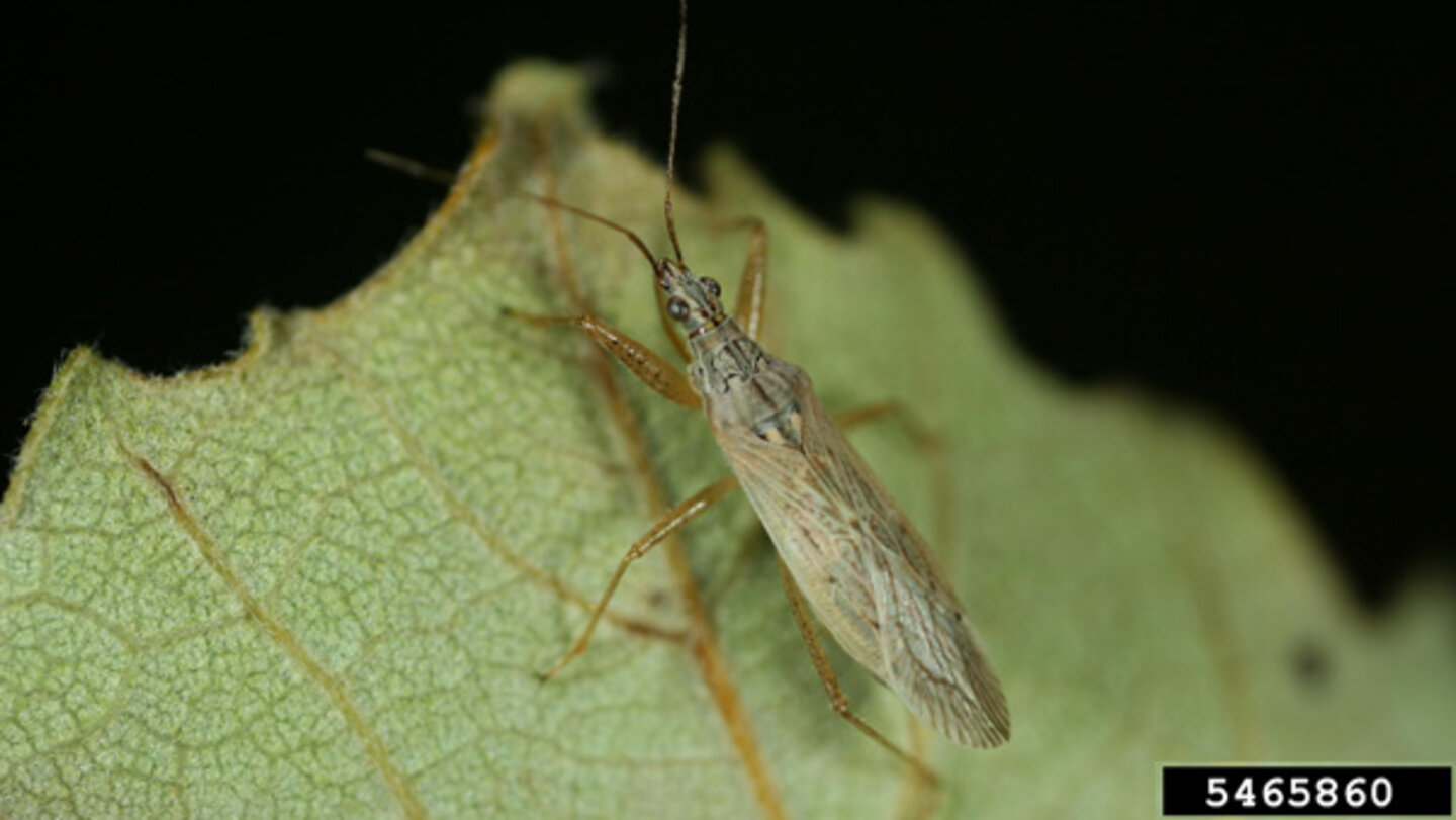 Insects: Aphids and Other Common Soybean Insects | CropWatch | Nebraska