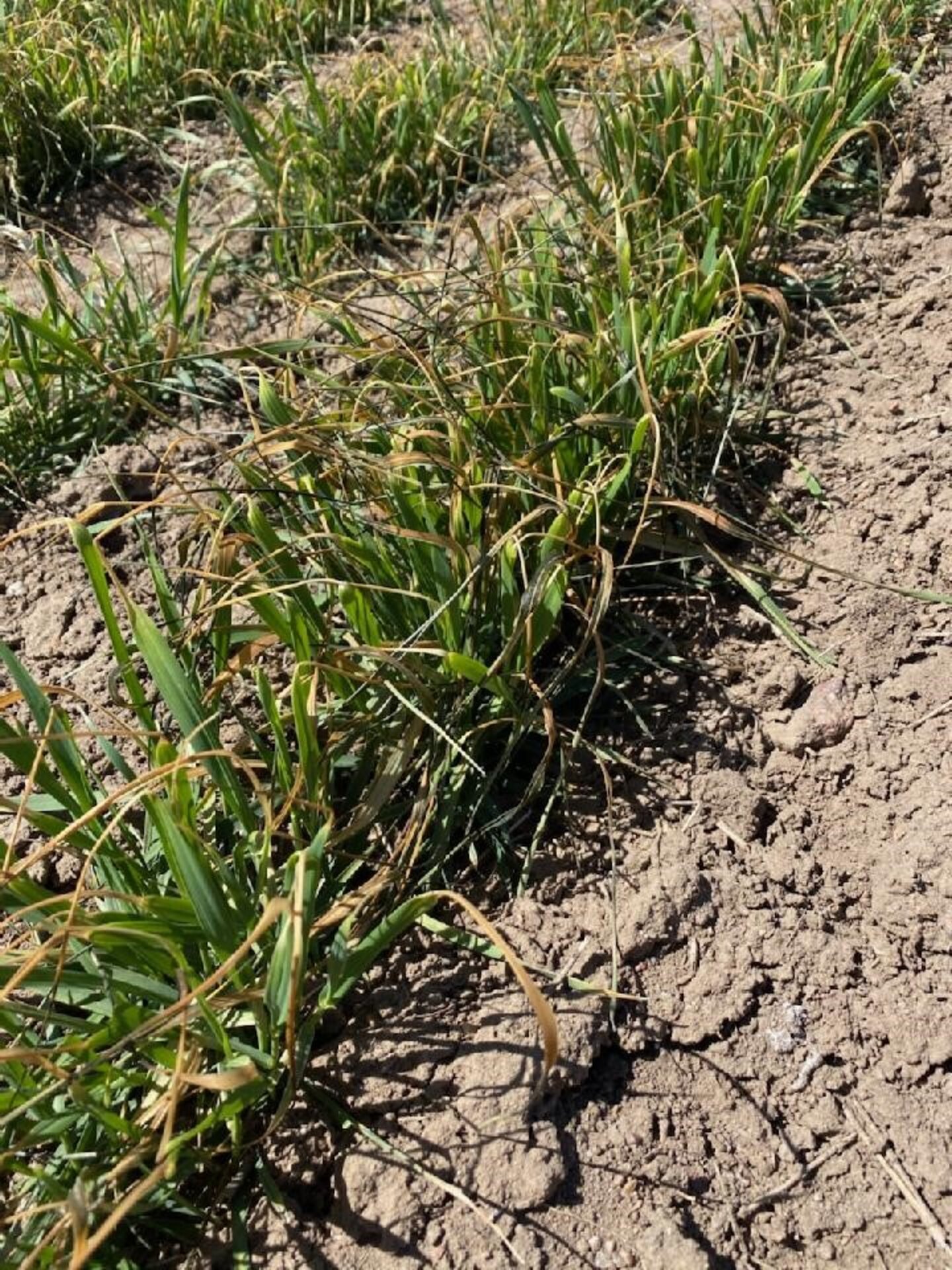 Freeze Injury in Winter Wheat a Common Occurrence in Nebraska ...