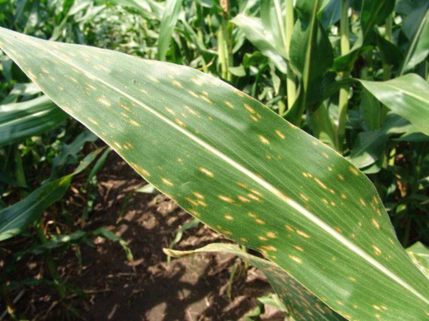 Northern Corn Leaf Blight Continues, Gray Leaf Spot Starts in 2015 ...