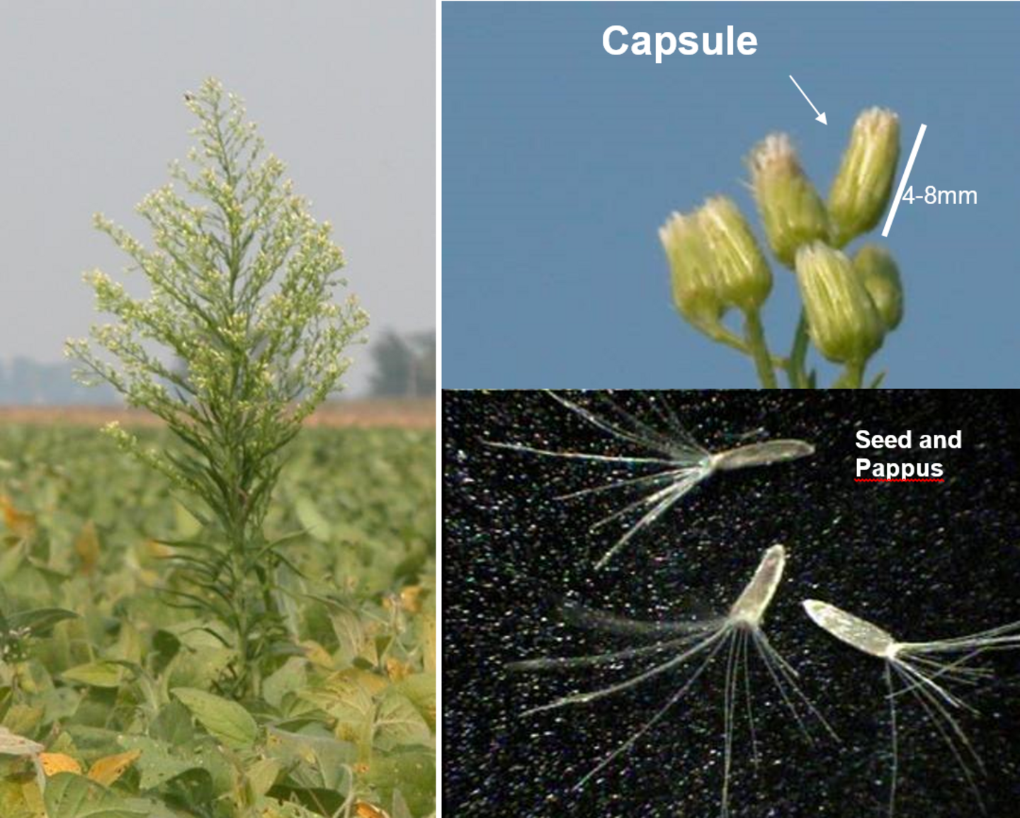 Nebraska Extension Pest of The Month: Horseweed | CropWatch | Nebraska
