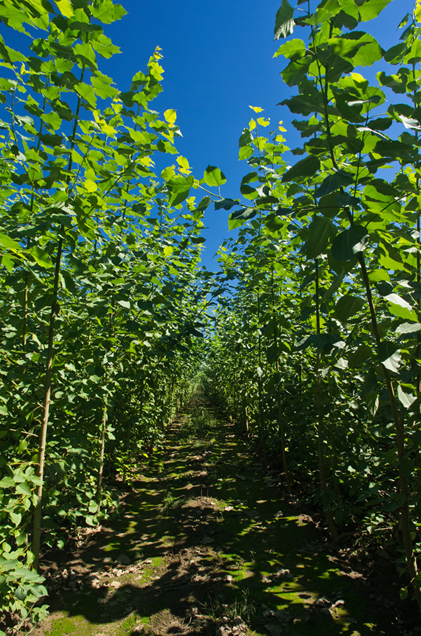 Bioenergy Crops | CropWatch | Nebraska