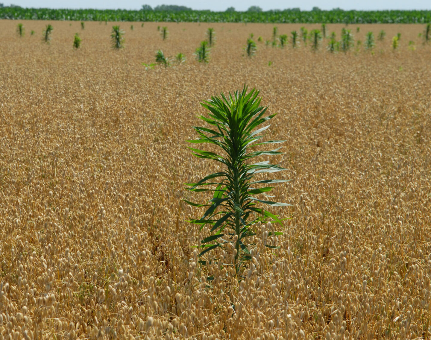 Marestail Post Harvest in Wheat and Oats | CropWatch | Nebraska