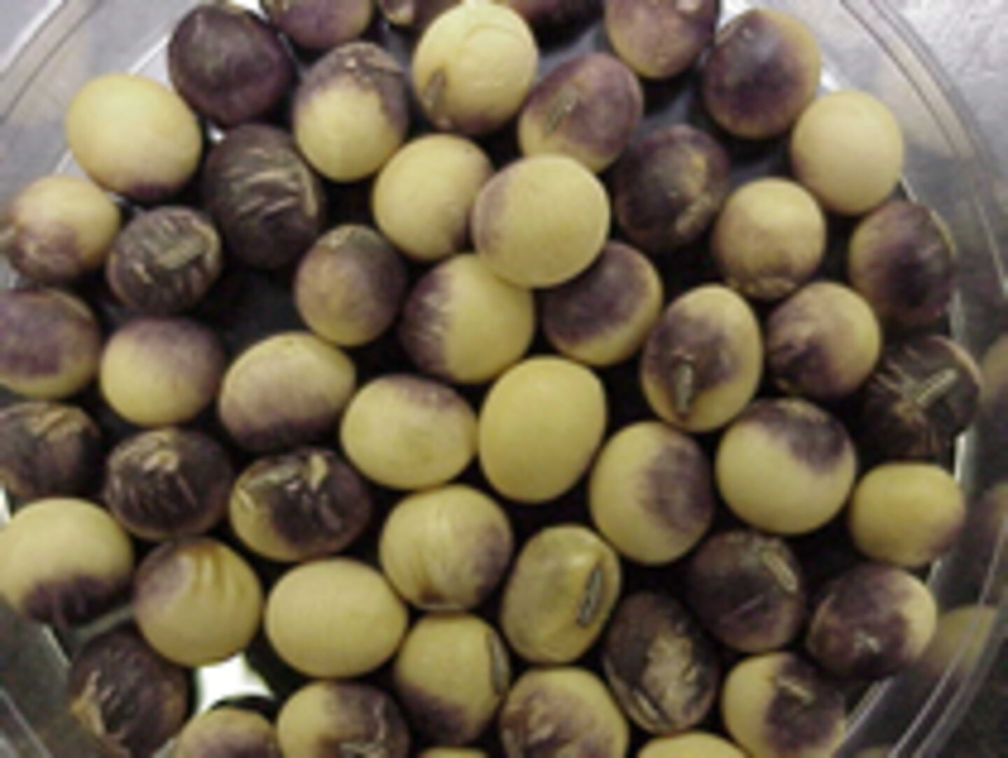 Purple Seed Stain | CropWatch | Nebraska