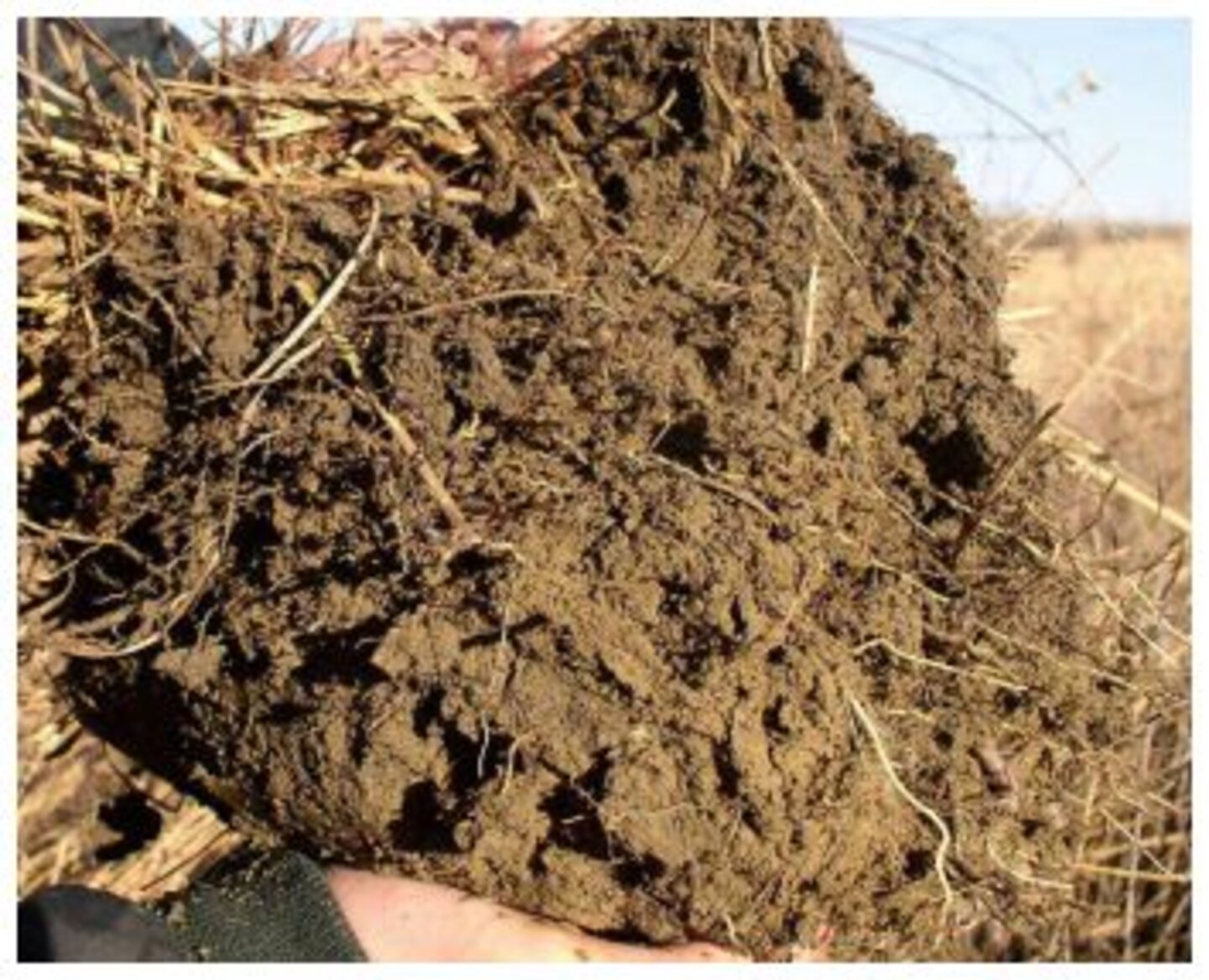 Soil and Water Management: Soil Biological Life | CropWatch | Nebraska