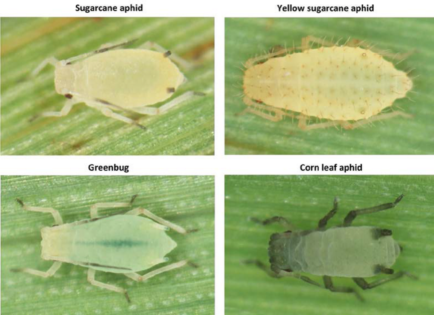 Be on the Lookout for Sugarcane Aphids on Sorghum | CropWatch | Nebraska