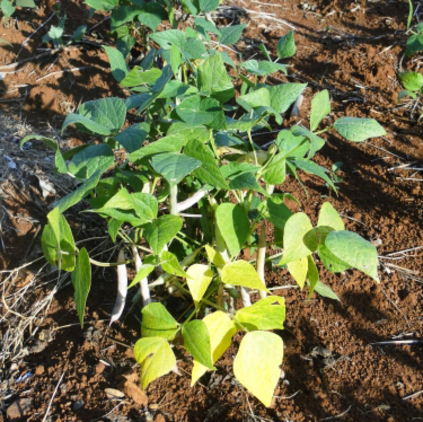 Nutrient Deficiencies in Soybean | CropWatch | Nebraska