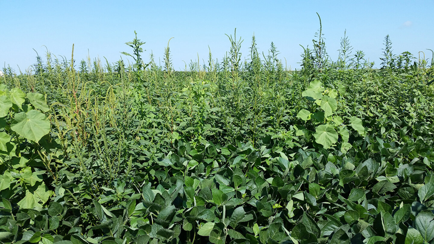 Grower Q&A: Is this Herbicide-Resistant Palmer Amaranth? | CropWatch | Nebraska