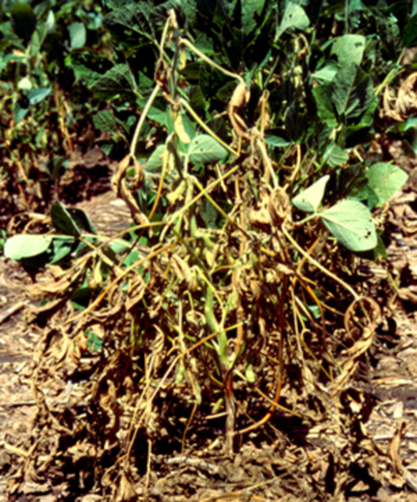 Soybean Diseases Increasing; Most not Treatable This Year (2015 ...
