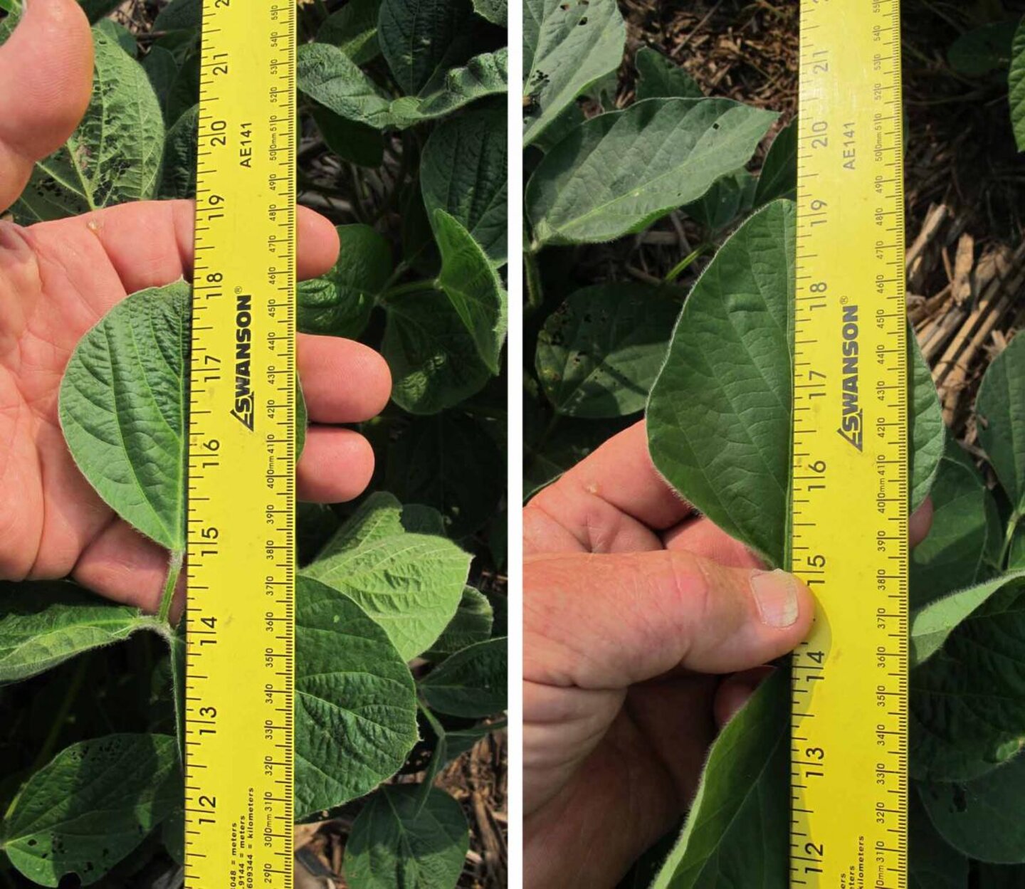 Understanding Growth Regulator Herbicide Injury | CropWatch | Nebraska