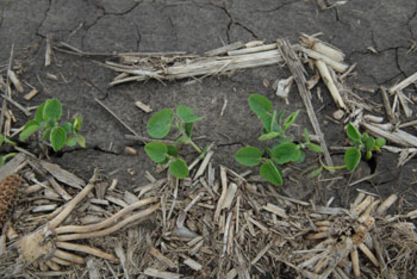 Soil Residual Herbicide Options after Soybean Emergence | CropWatch ...