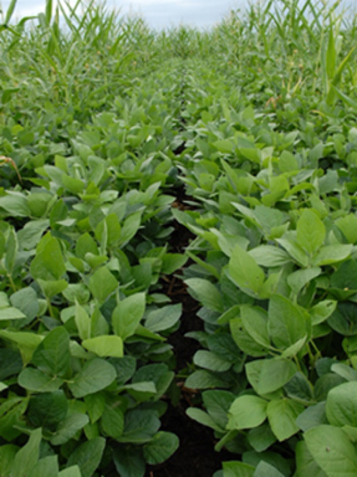 Control of Glyphosate-Resistant Volunteer Corn in LibertyLink Soybean ...