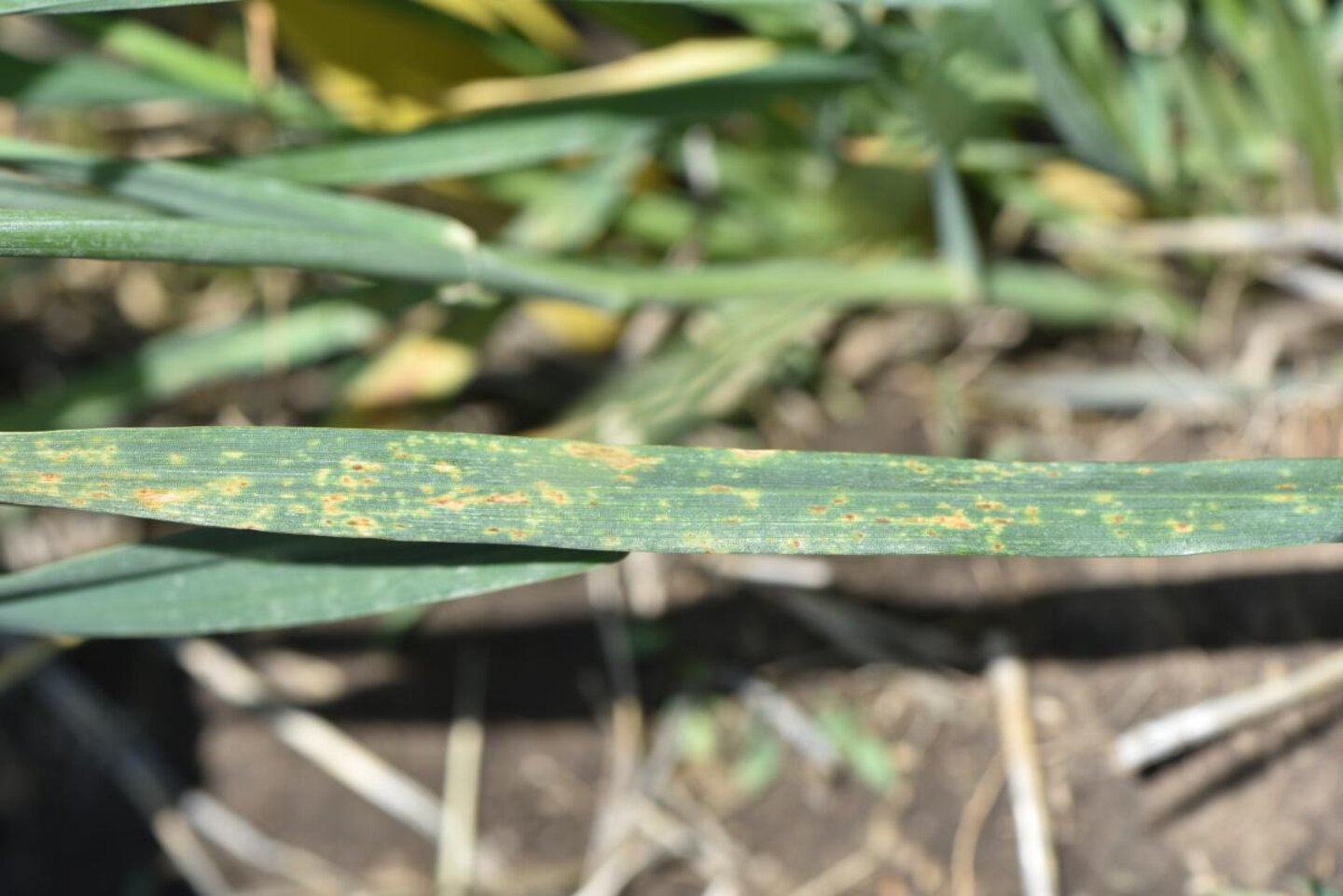 Wheat Disease Update: Southeast Nebraska | CropWatch | Nebraska