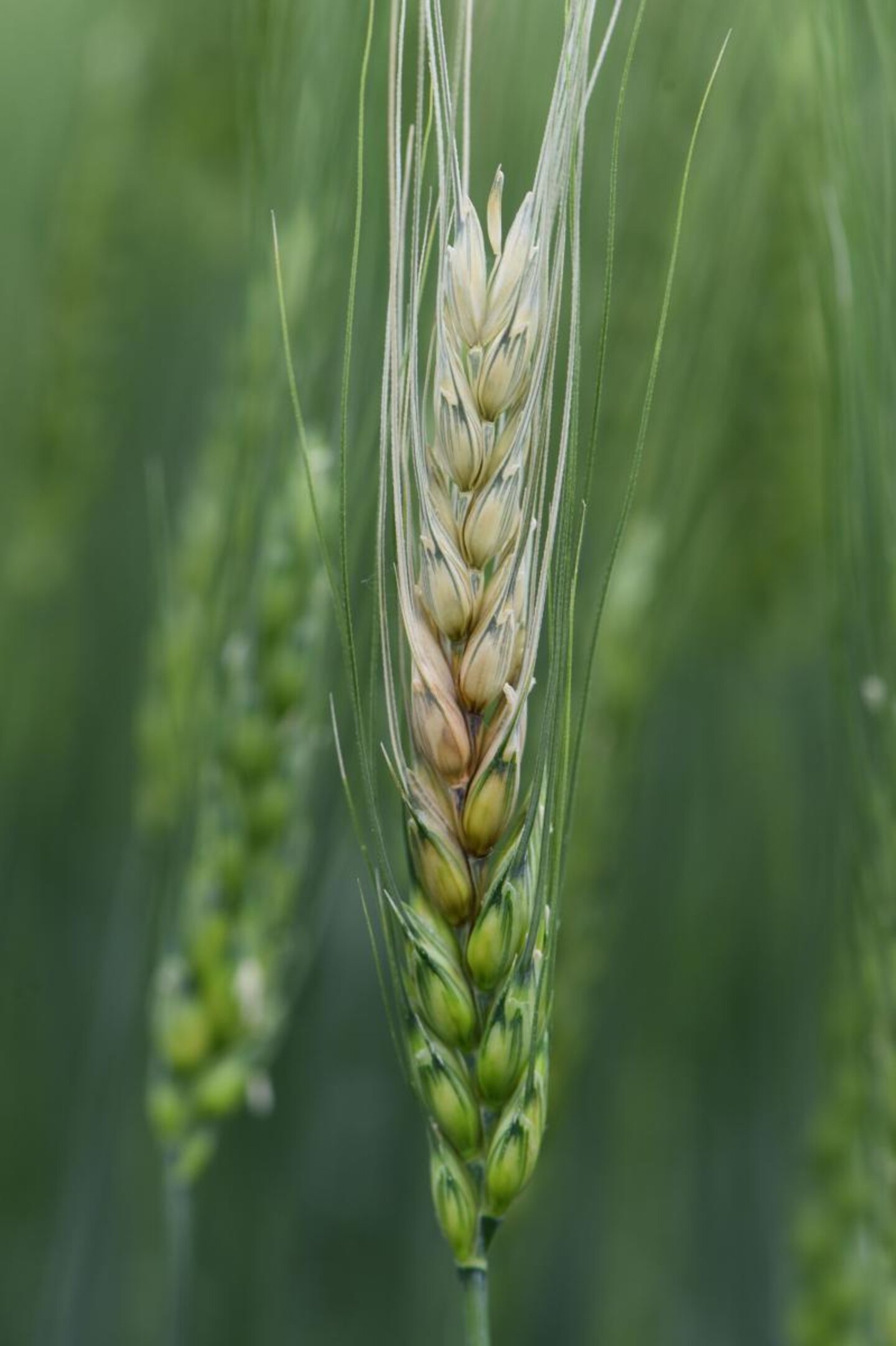 Strategies for Handling Wheat Grain Affected by Fusarium Head Blight ...