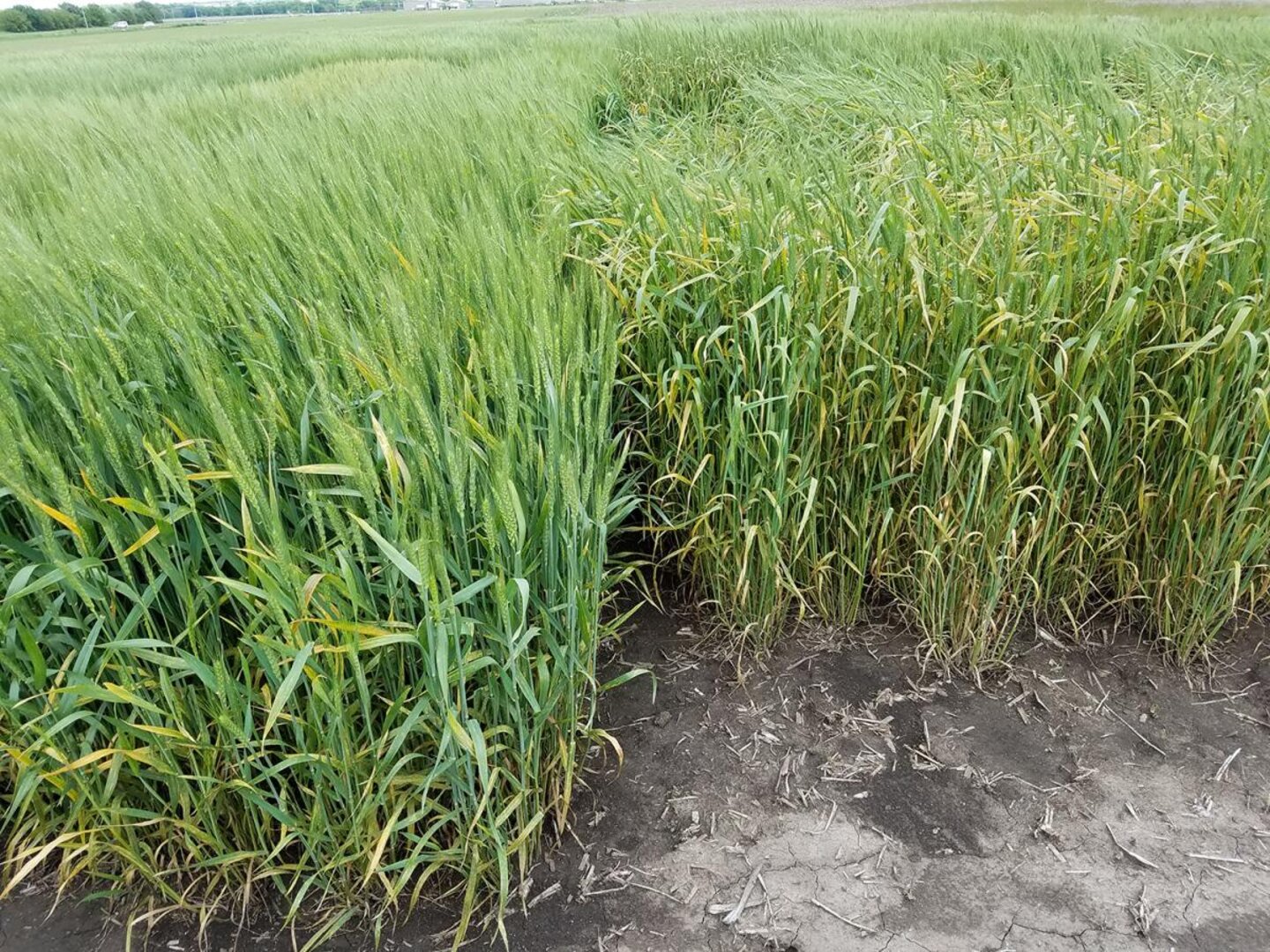 Stripe Rust Predominant Disease in Nebraska Wheat | CropWatch | Nebraska