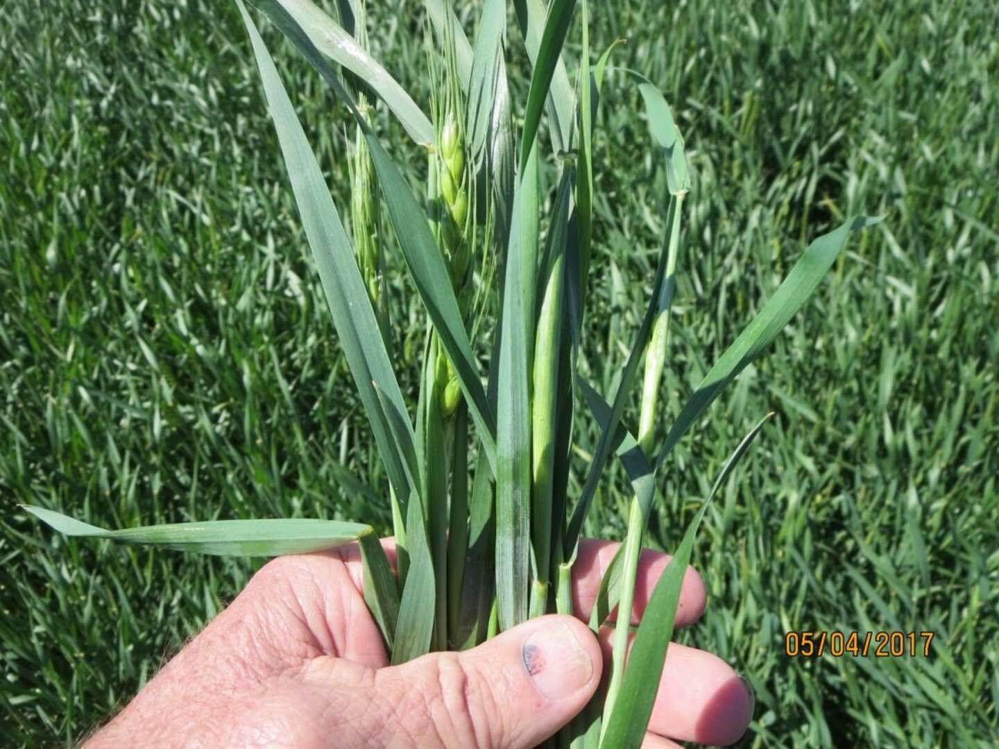 Be Patient When Assessing Winter Wheat Damage | CropWatch | Nebraska