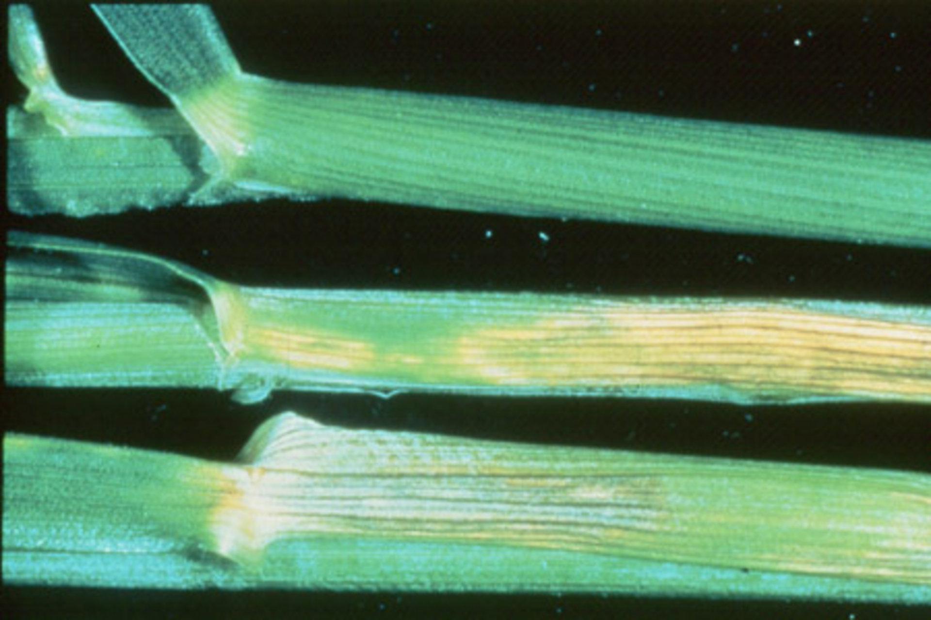 Nutrient Deficiencies in Wheat | CropWatch | Nebraska