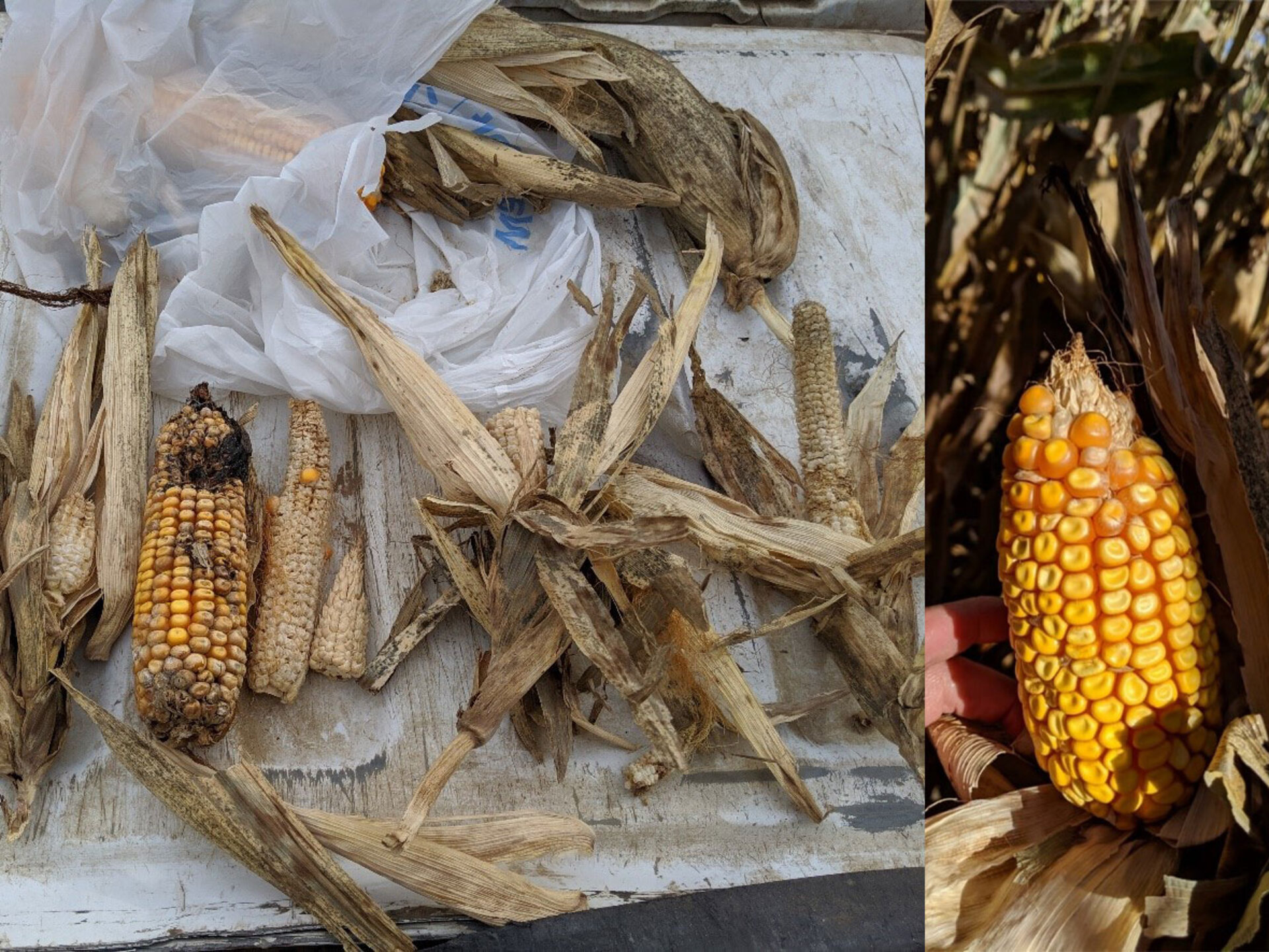 Corn Ear Development Impacts from Post-emergence Pesticide Applications ...