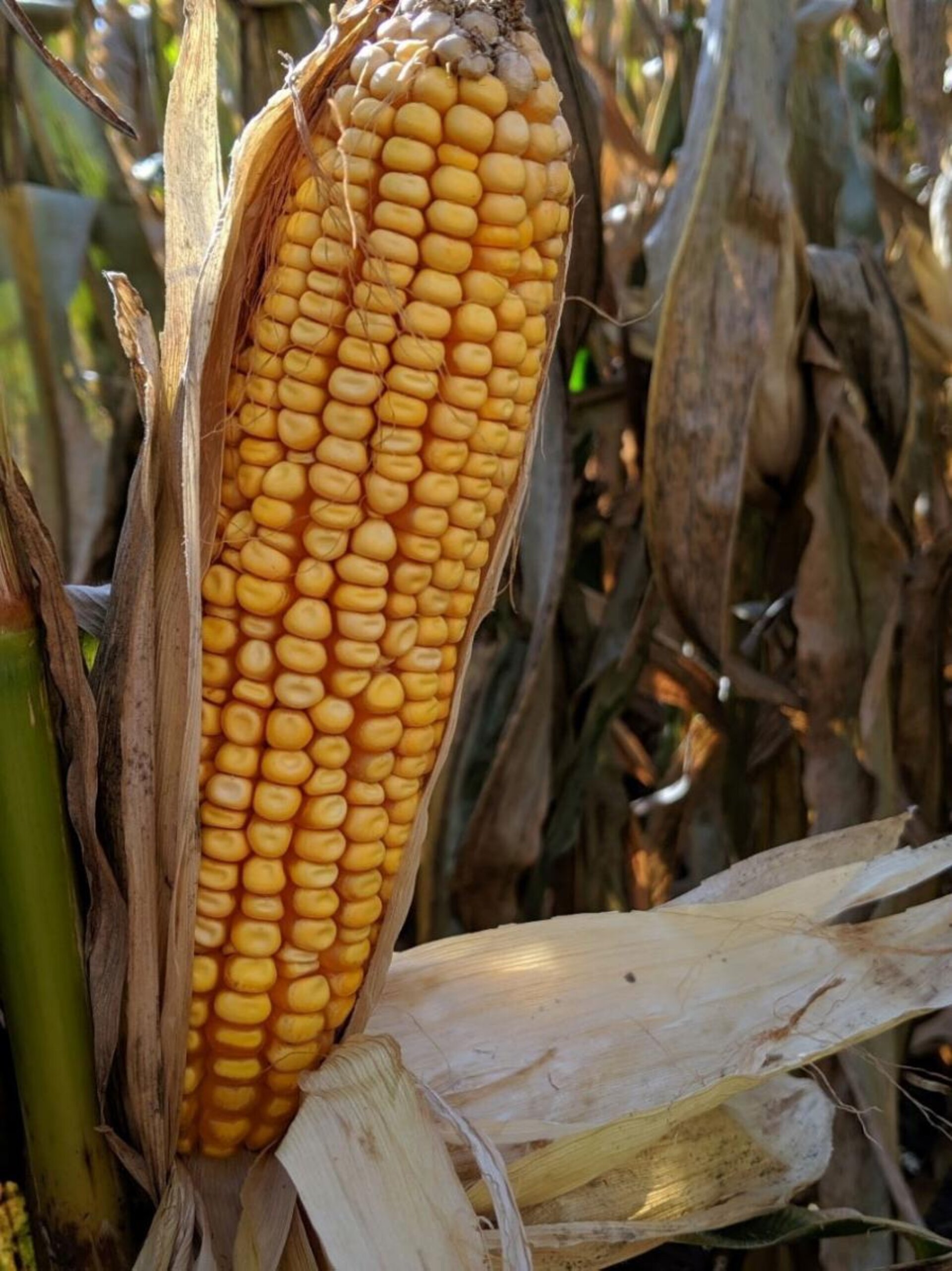 Corn Ear Development Impacts from Post-emergence Pesticide Applications ...