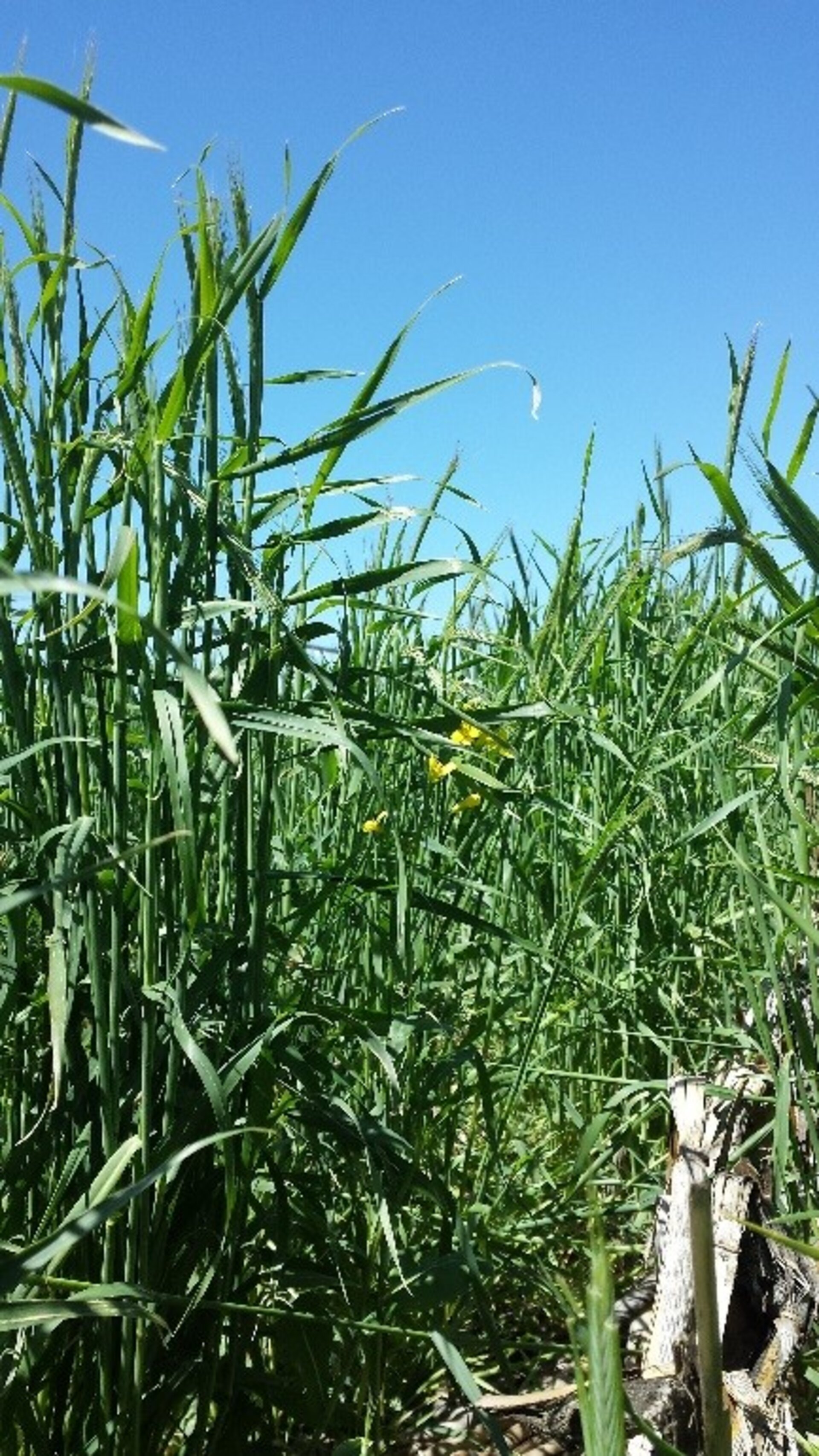 What Are the Benefits of a Cover Crop Mix Versus a Single Species Cover ...