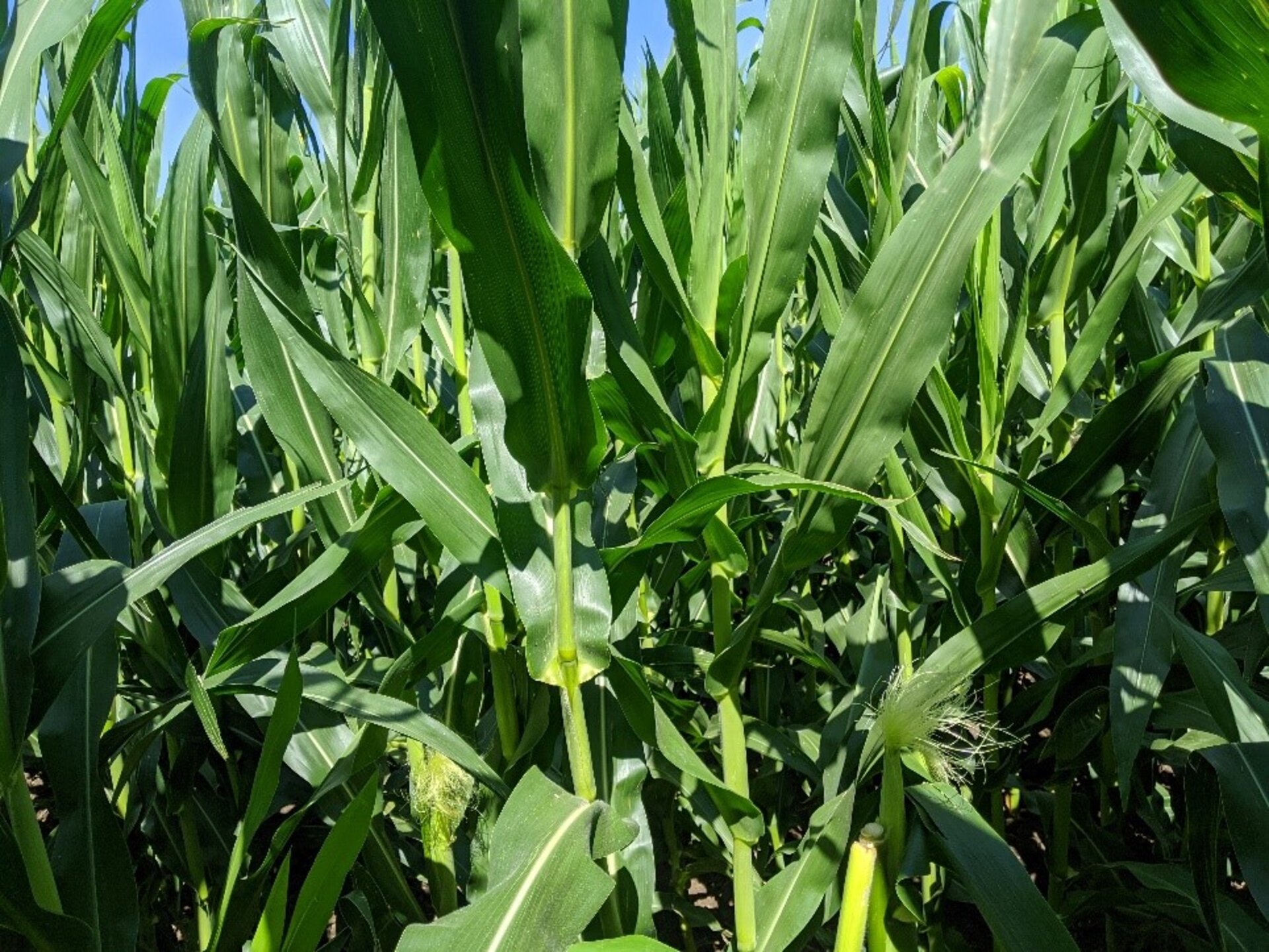 Wind-Damage to Corn | CropWatch | Nebraska