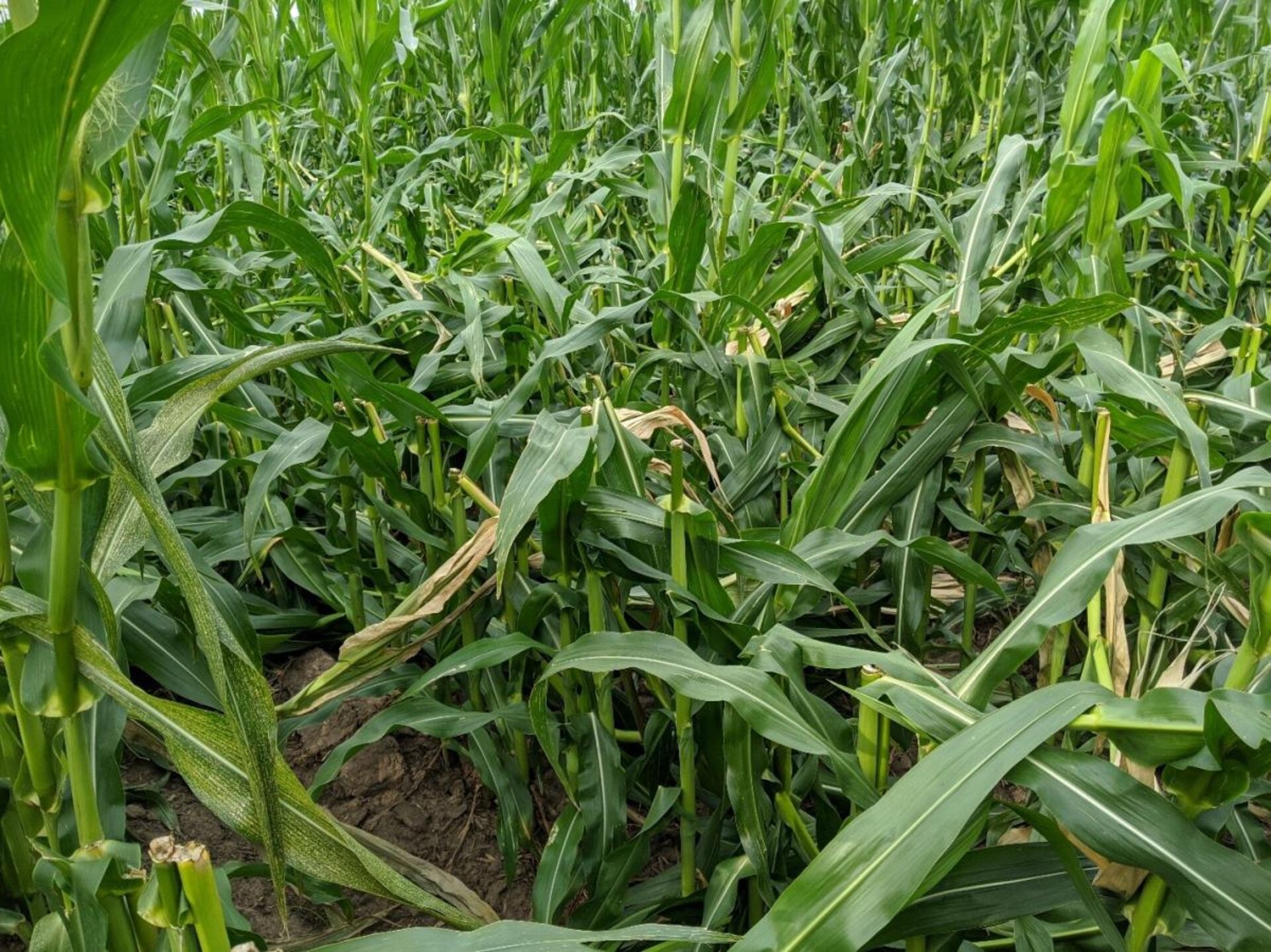 Wind-Damage to Corn | CropWatch | Nebraska