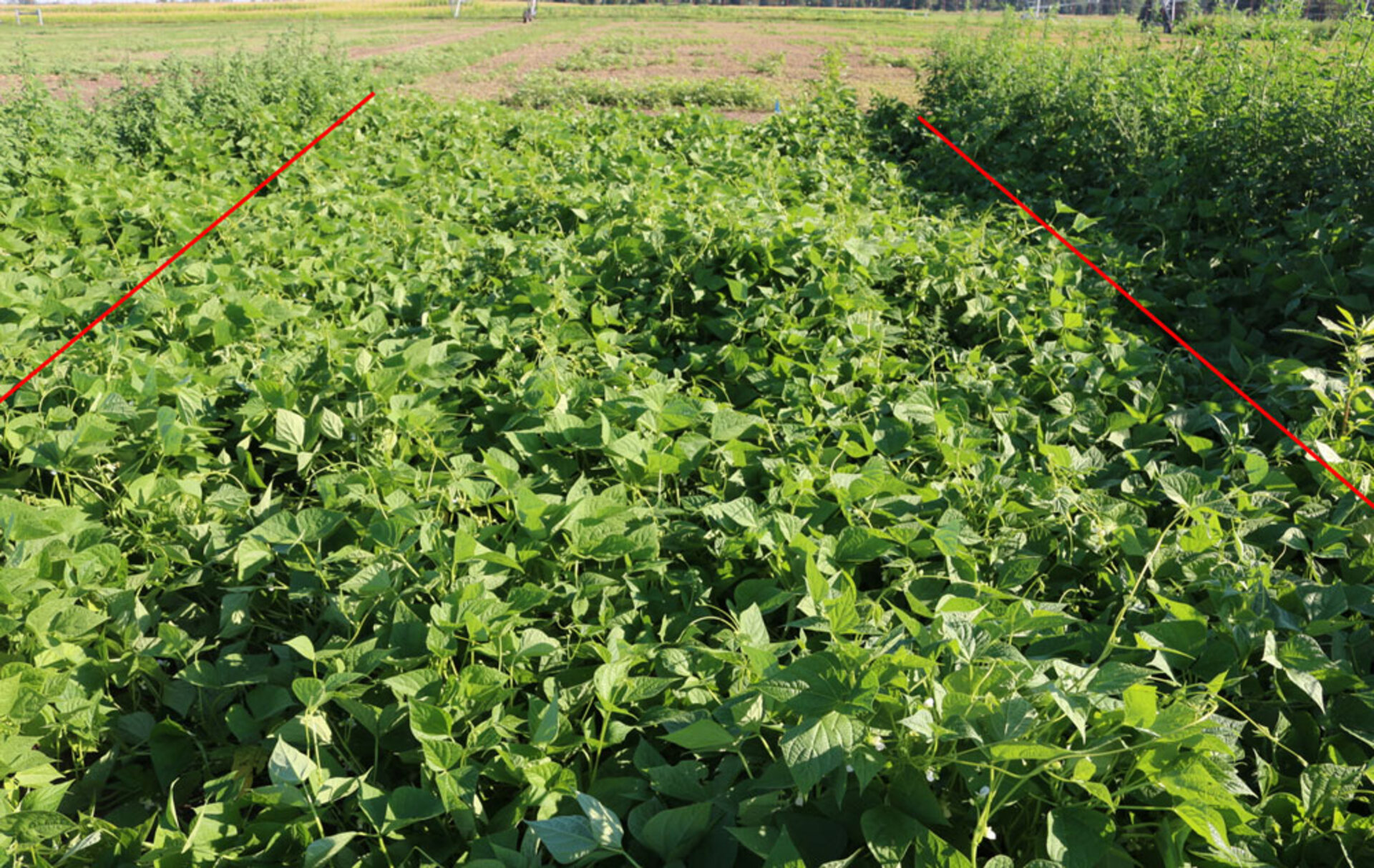 How to Control Palmer Amaranth in Dry Beans in Nebraska | CropWatch ...
