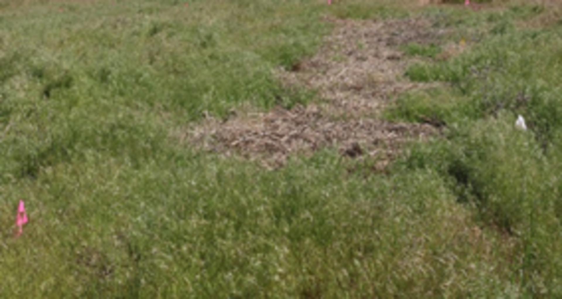 Rejuvra™: A New Herbicide for Battling Cheatgrass | CropWatch | Nebraska