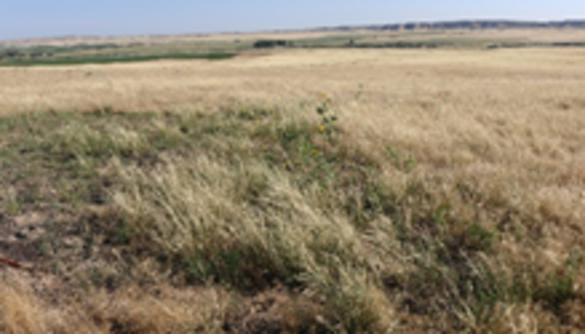 Rejuvra™: A New Herbicide for Battling Cheatgrass | CropWatch | Nebraska
