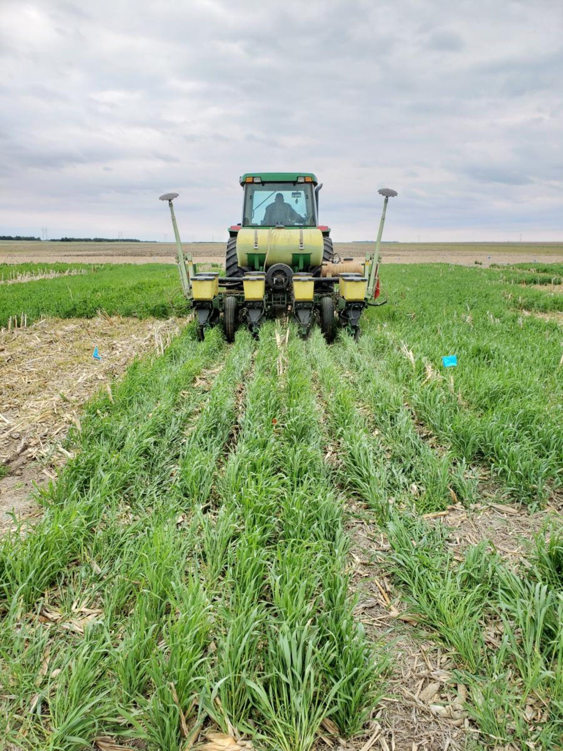 Cover Crop Termination Tradeoffs | CropWatch | Nebraska