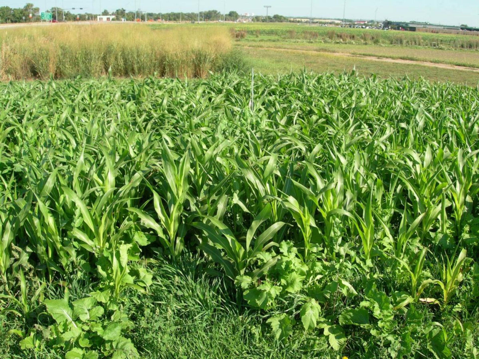 Pasture and Forage Minute: Grazing Management Strategies for Weather ...