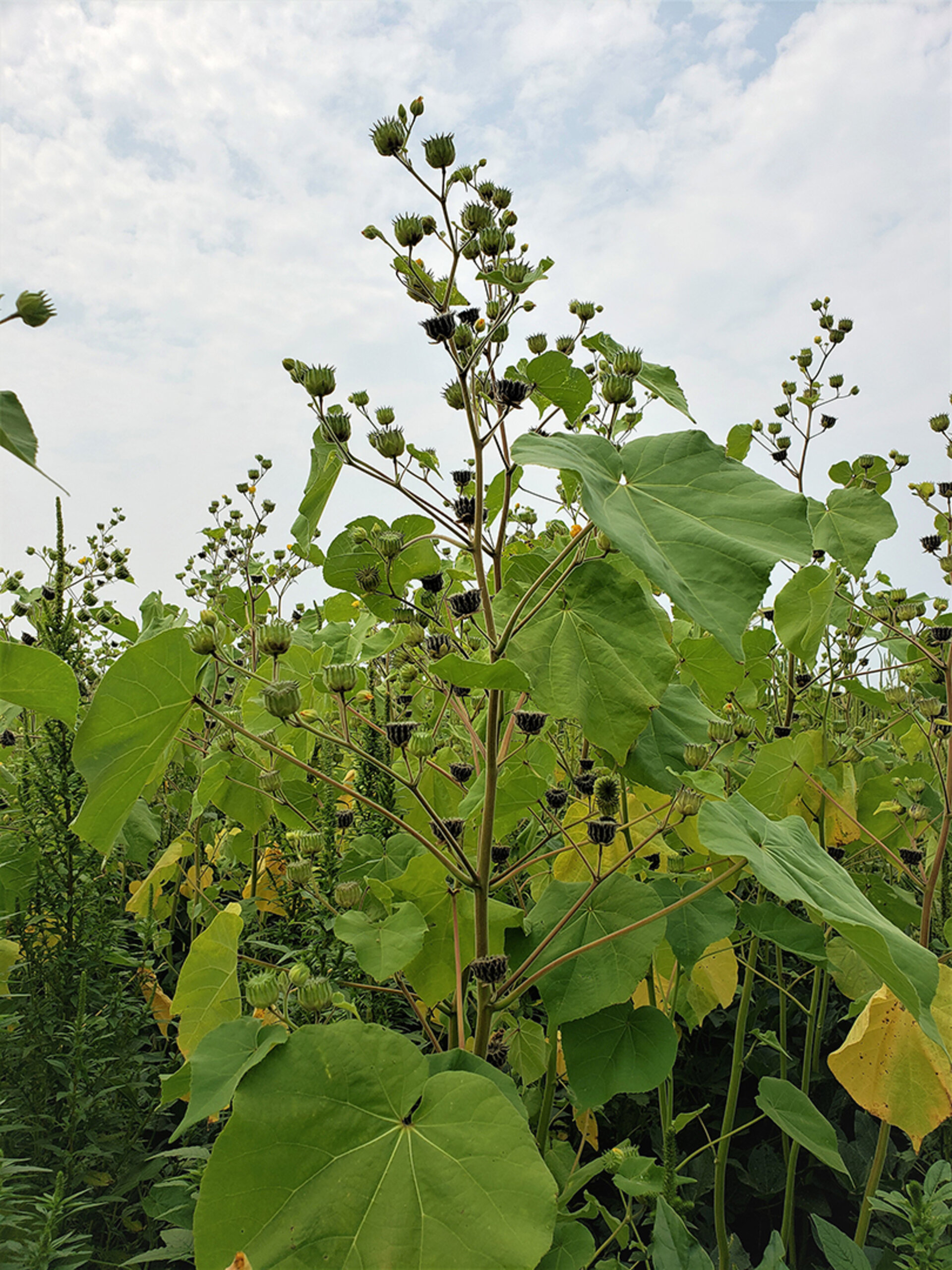 Control of Velvetleaf with Post-emergence Herbicides in Popcorn ...