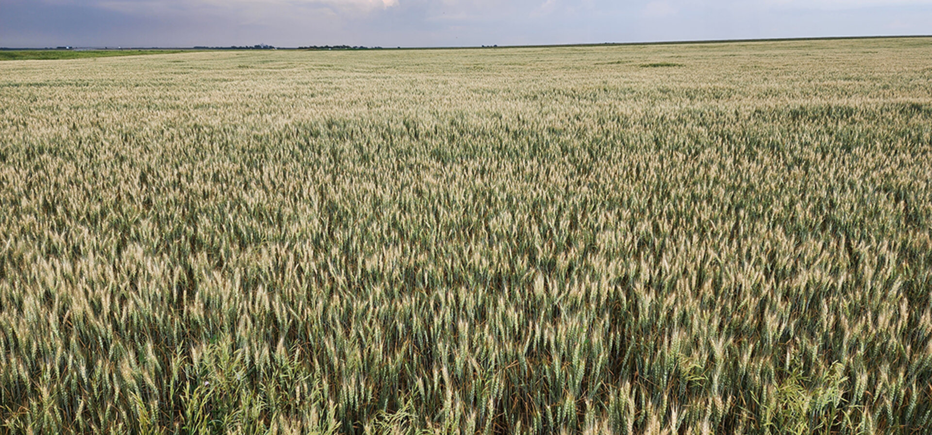 Wheat Disease Update: Overview of the 2023 Growing Season | CropWatch ...