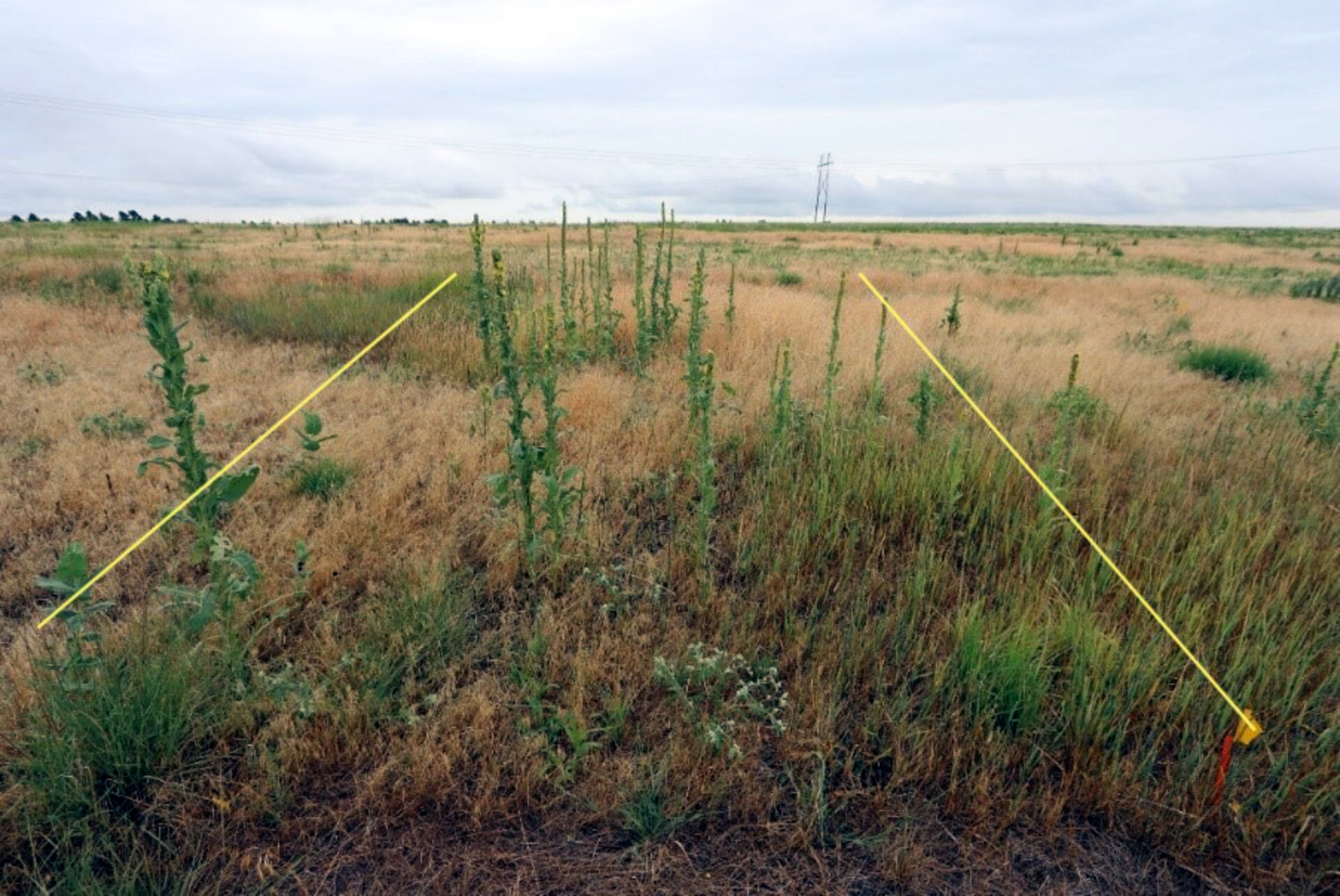 Common Mullein Control: Herbicide Choice and Application Timing ...