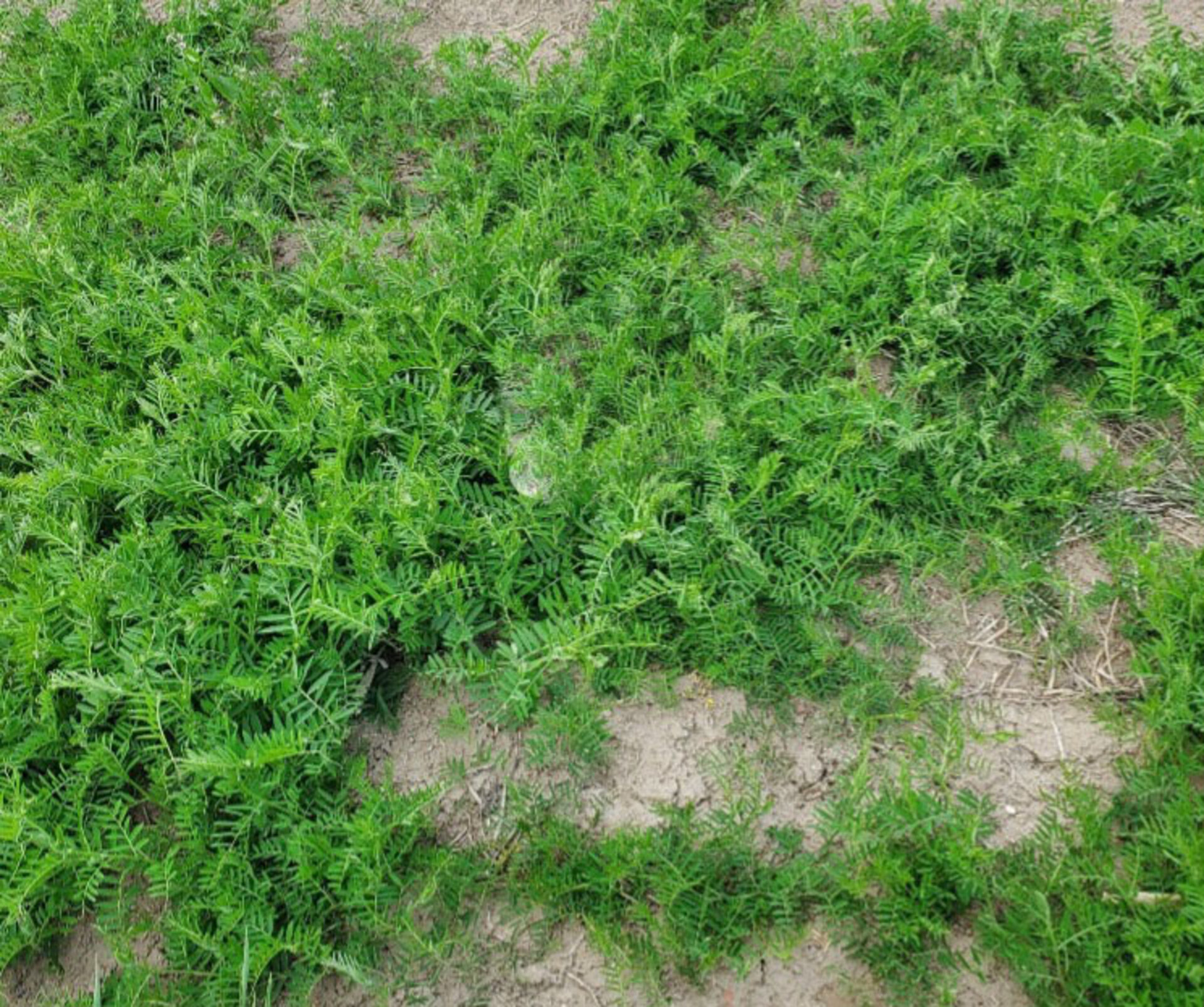 Assessing the Production Potential of Fall-planted Cover Crops in ...