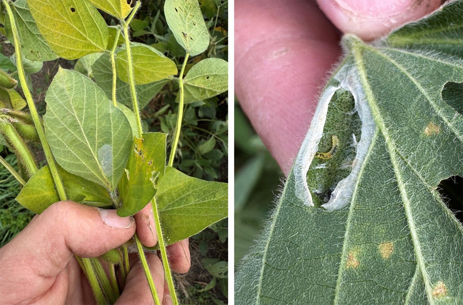 Soybean Tentiform Leafminer Detected in Several New Nebraska Counties | CropWatch | Nebraska