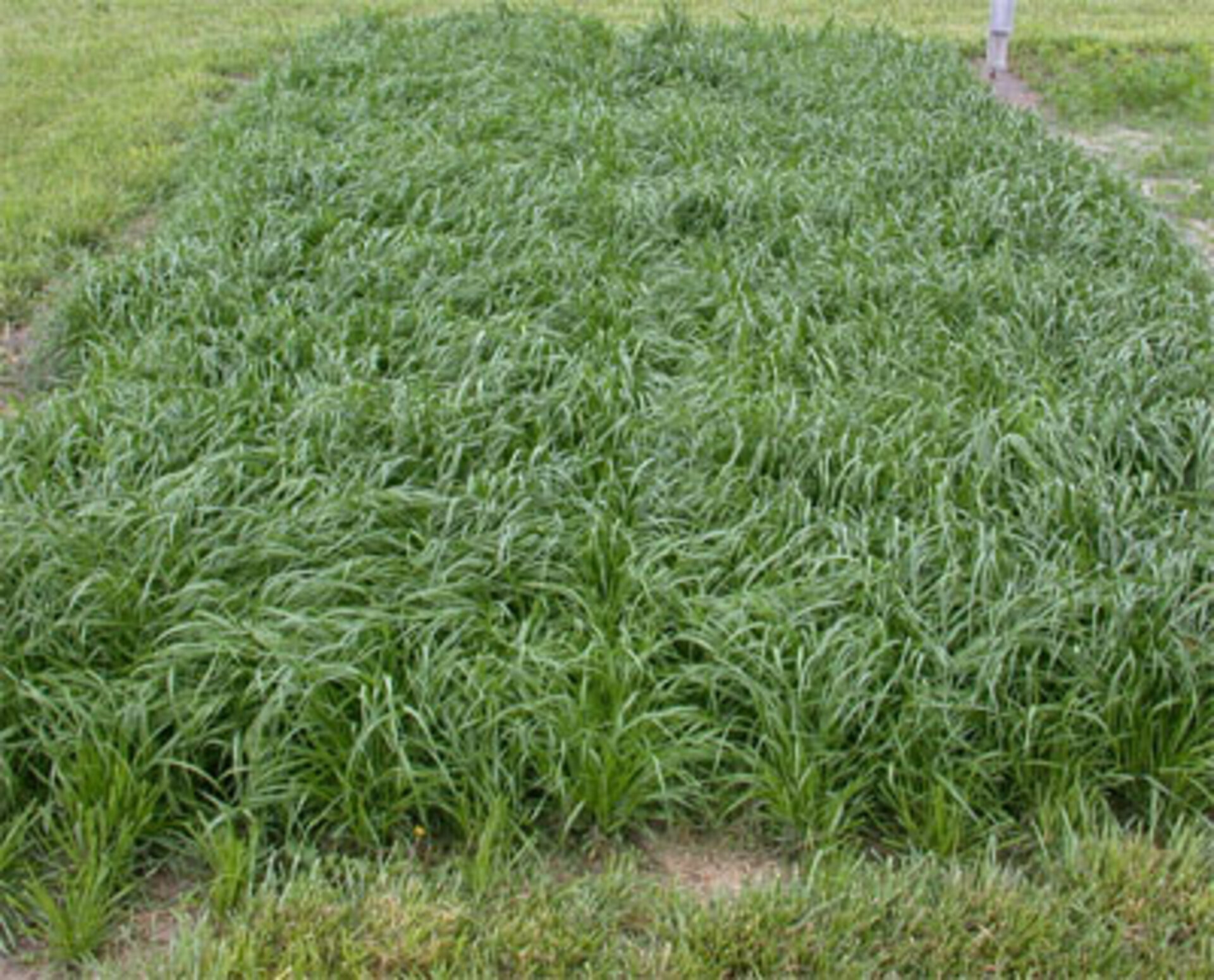Not all Ryegrasses are Equal | CropWatch | Nebraska