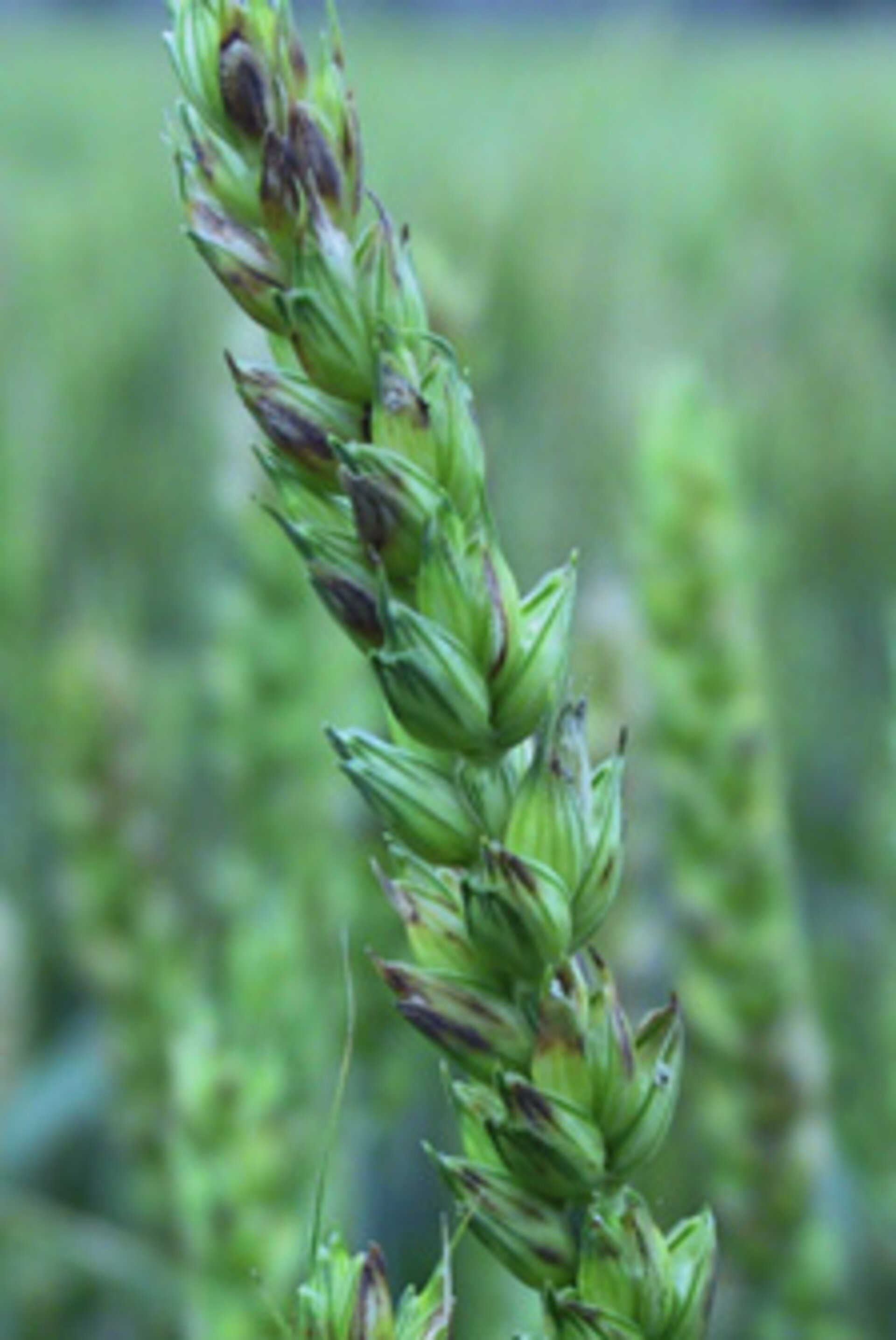 Distinguishing Between Wheat Head Diseases and Disorders | CropWatch ...