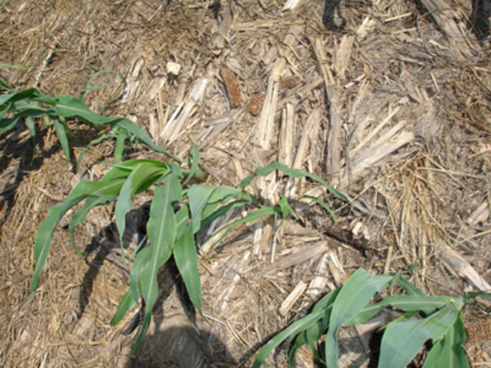 Shallow Planting Can Contribute to Larger Problems | CropWatch | Nebraska
