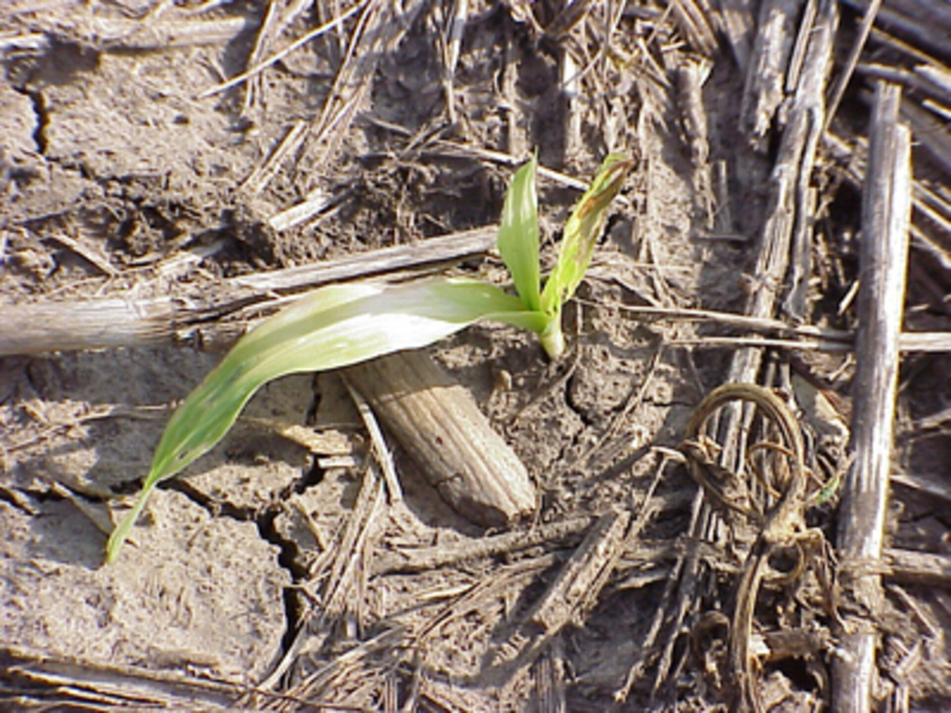 Shallow Planting Can Contribute to Larger Problems | CropWatch | Nebraska