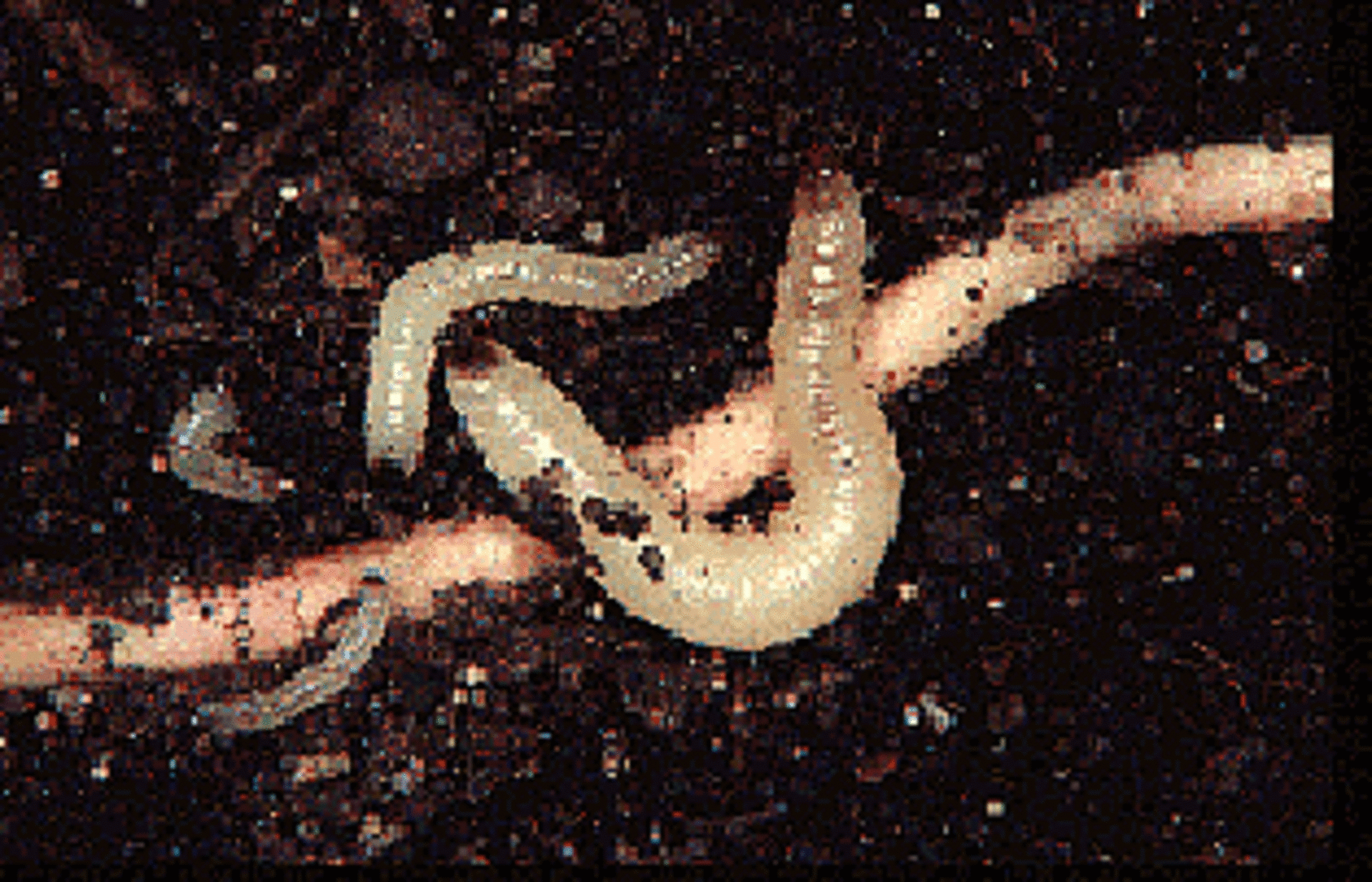 Corn Rootworm Egg Hatch has Begun | CropWatch | Nebraska
