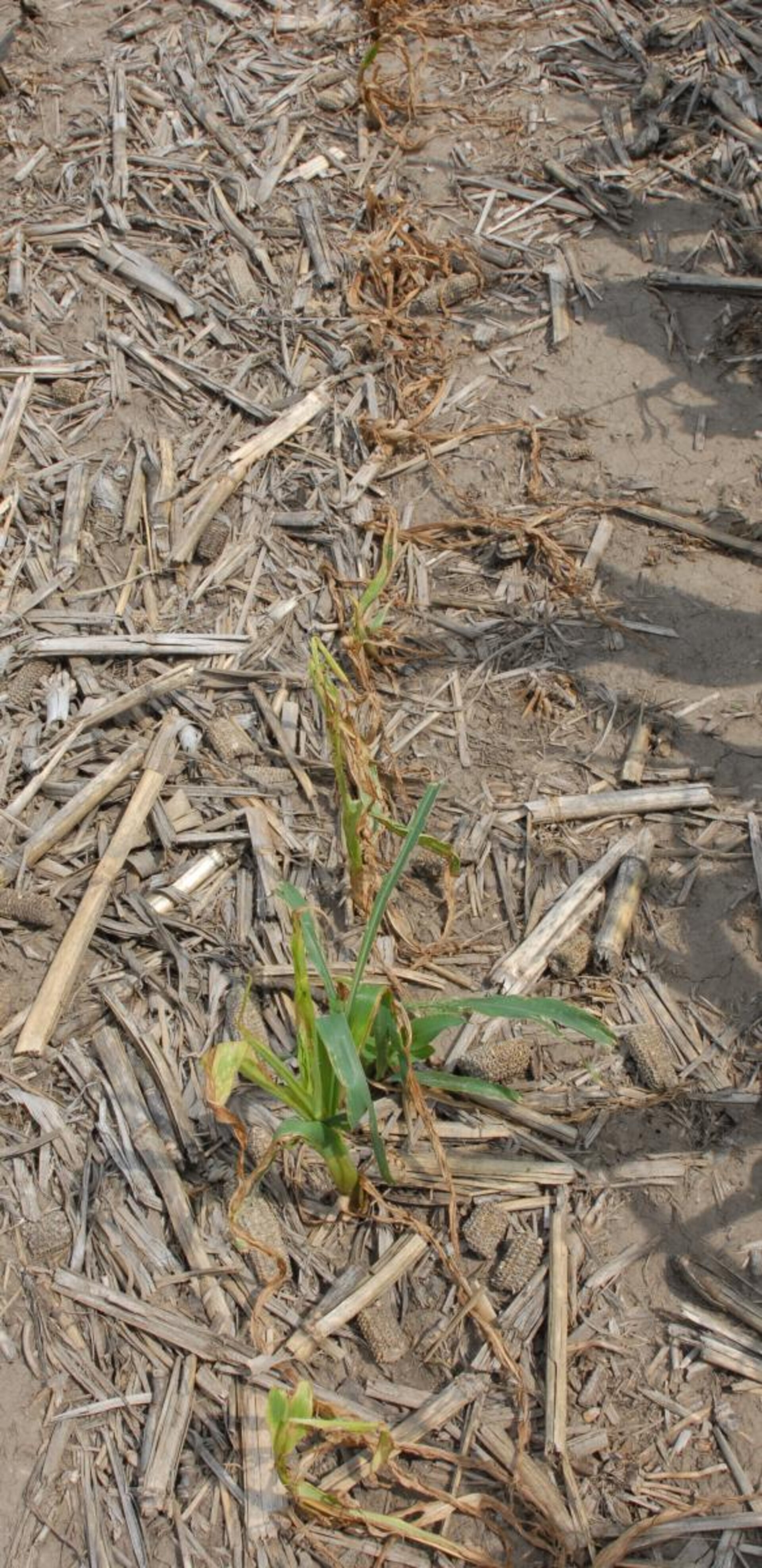 Liberty Label Revision Allows Rate Increase | CropWatch | Nebraska