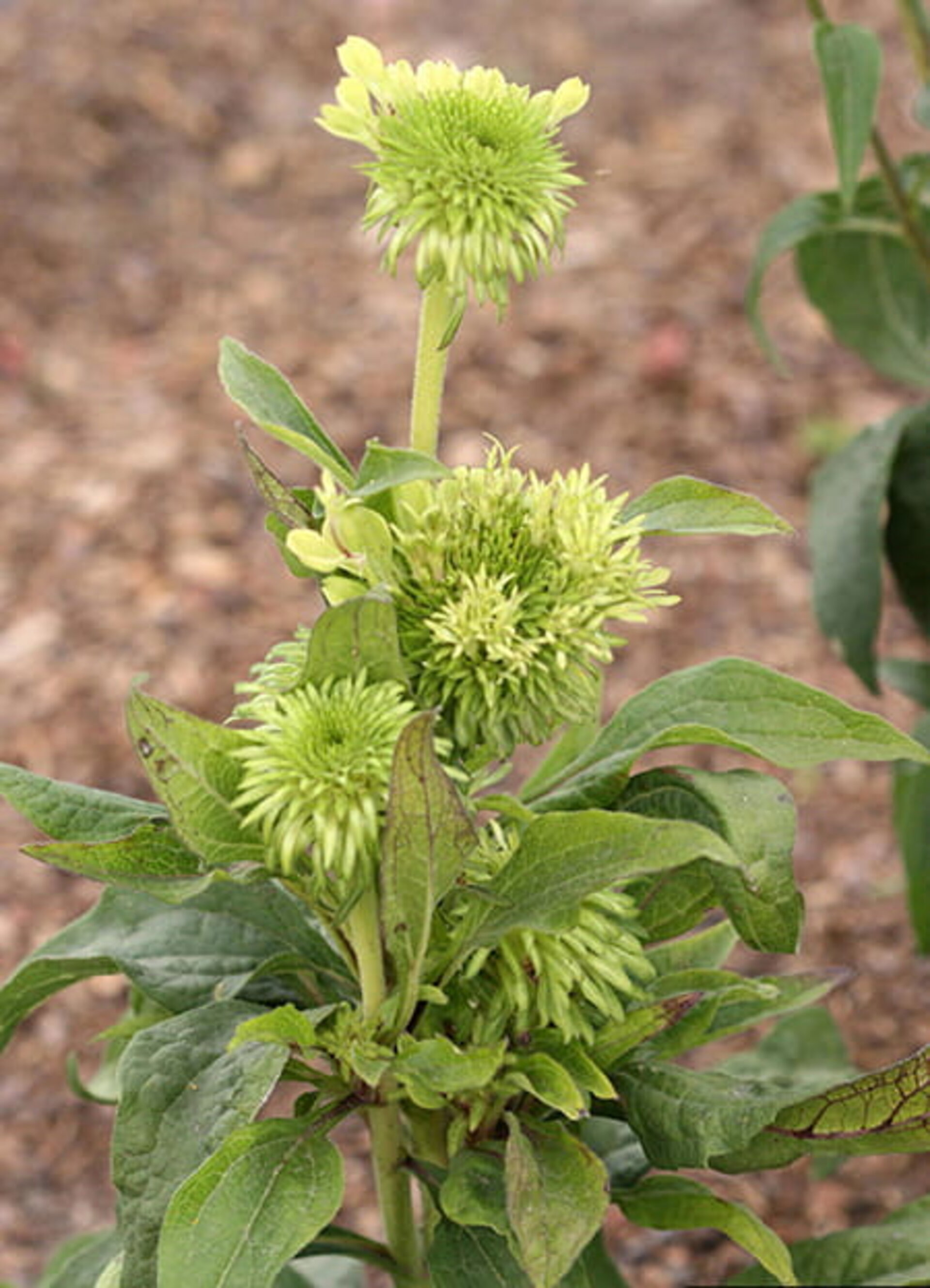 Plant Disease: Pathogens and Cycles | CropWatch | Nebraska
