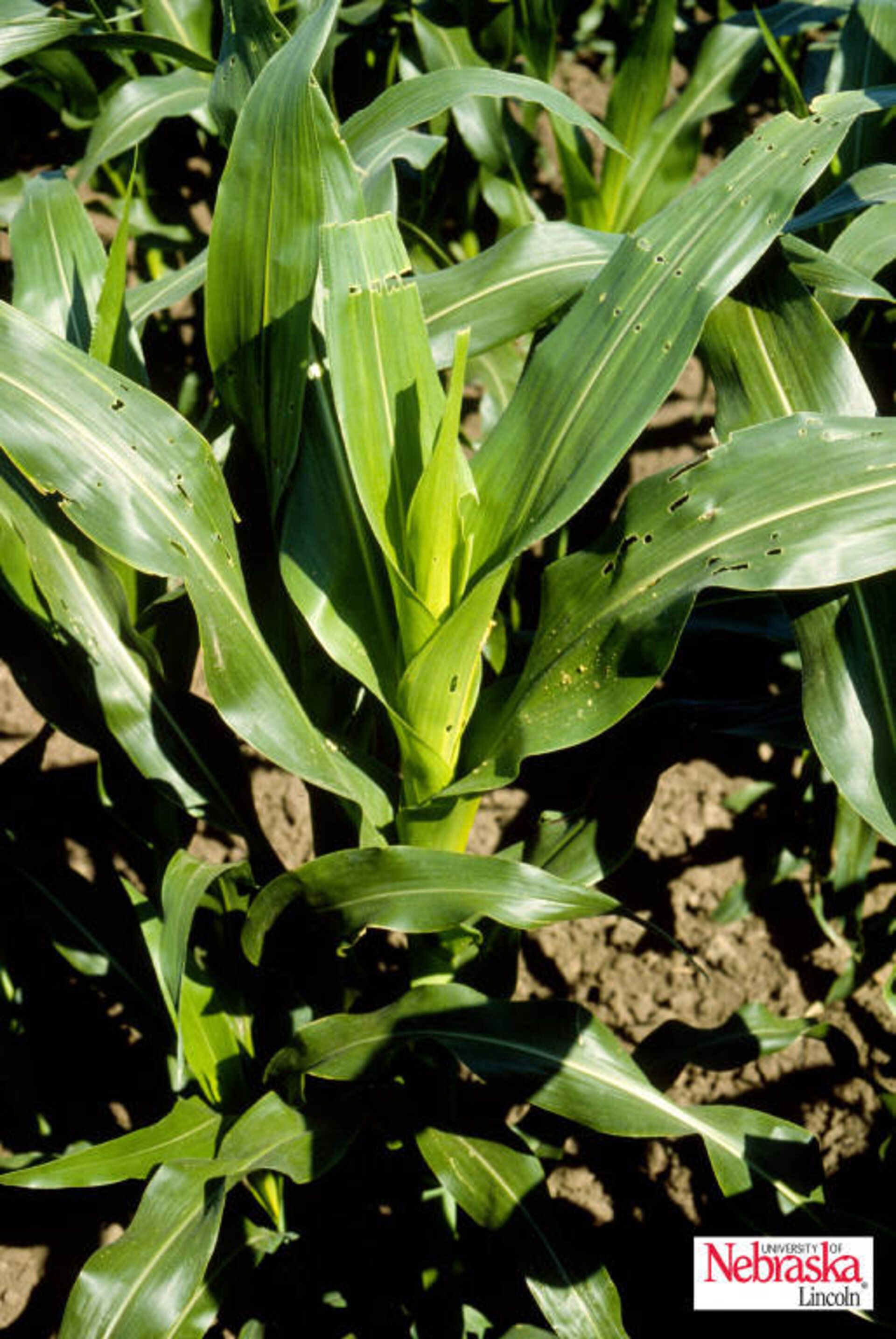 Scouting and Treatment of First Generation European Corn Borer ...