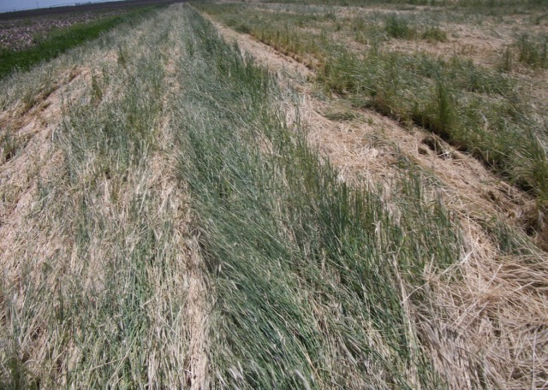 A Roller-Crimper for Cover Crop Termination and Weed Suppression ...