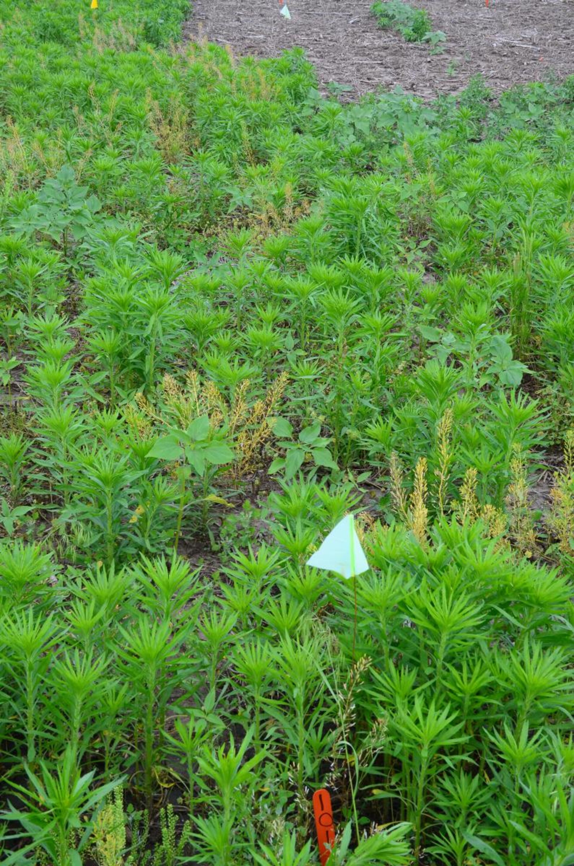 Acuron™: A New Corn Herbicide | CropWatch | Nebraska